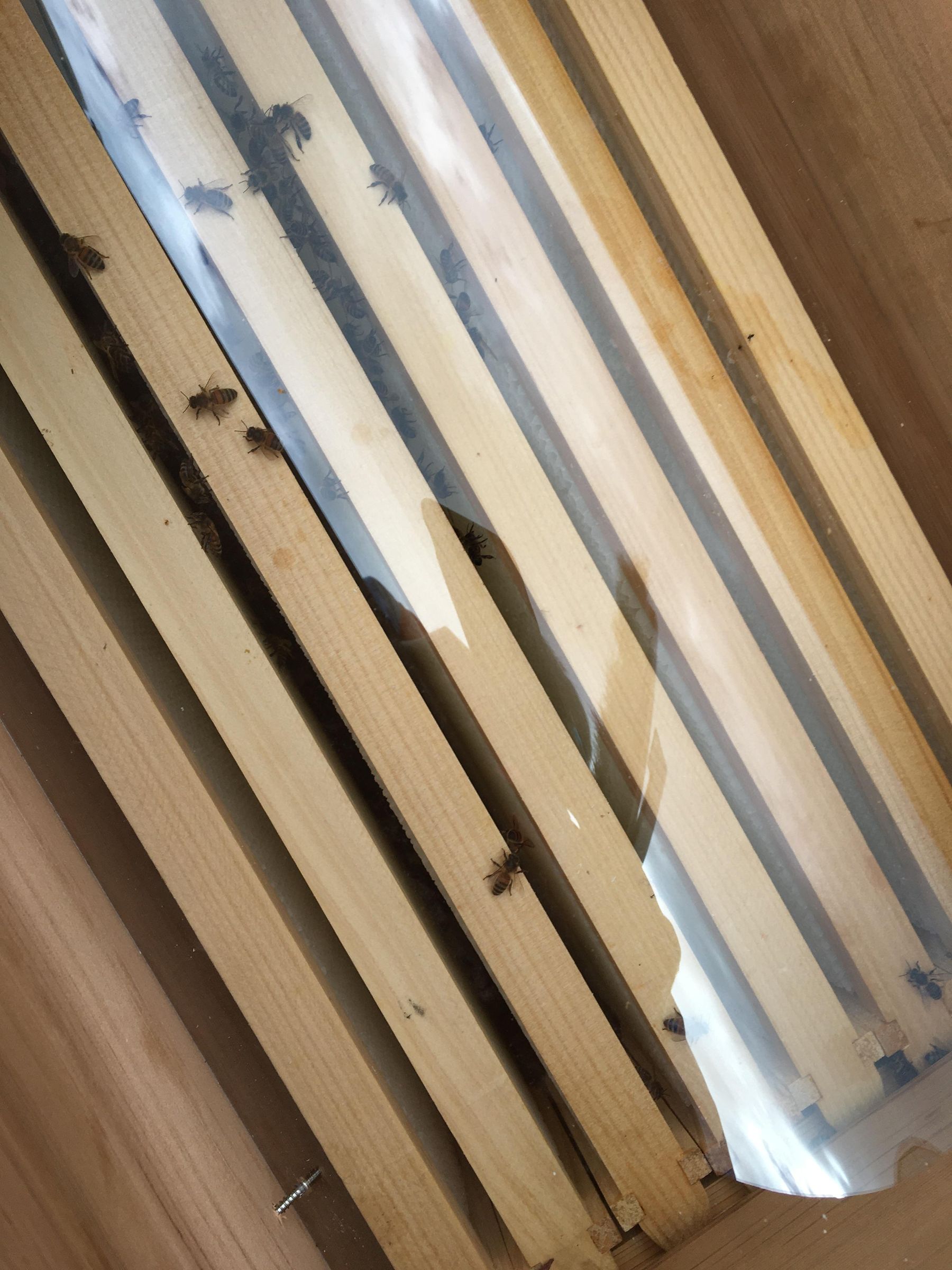 DIY HONEY BEE HIVE OBSERVATION DOME WITH IN HIVE FEEDER : 5 Steps (with ...