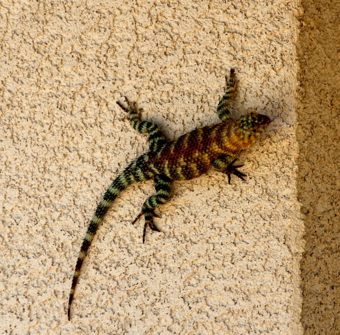 Build a Backyard Lizard Condo : 3 Steps (with Pictures) - Instructables