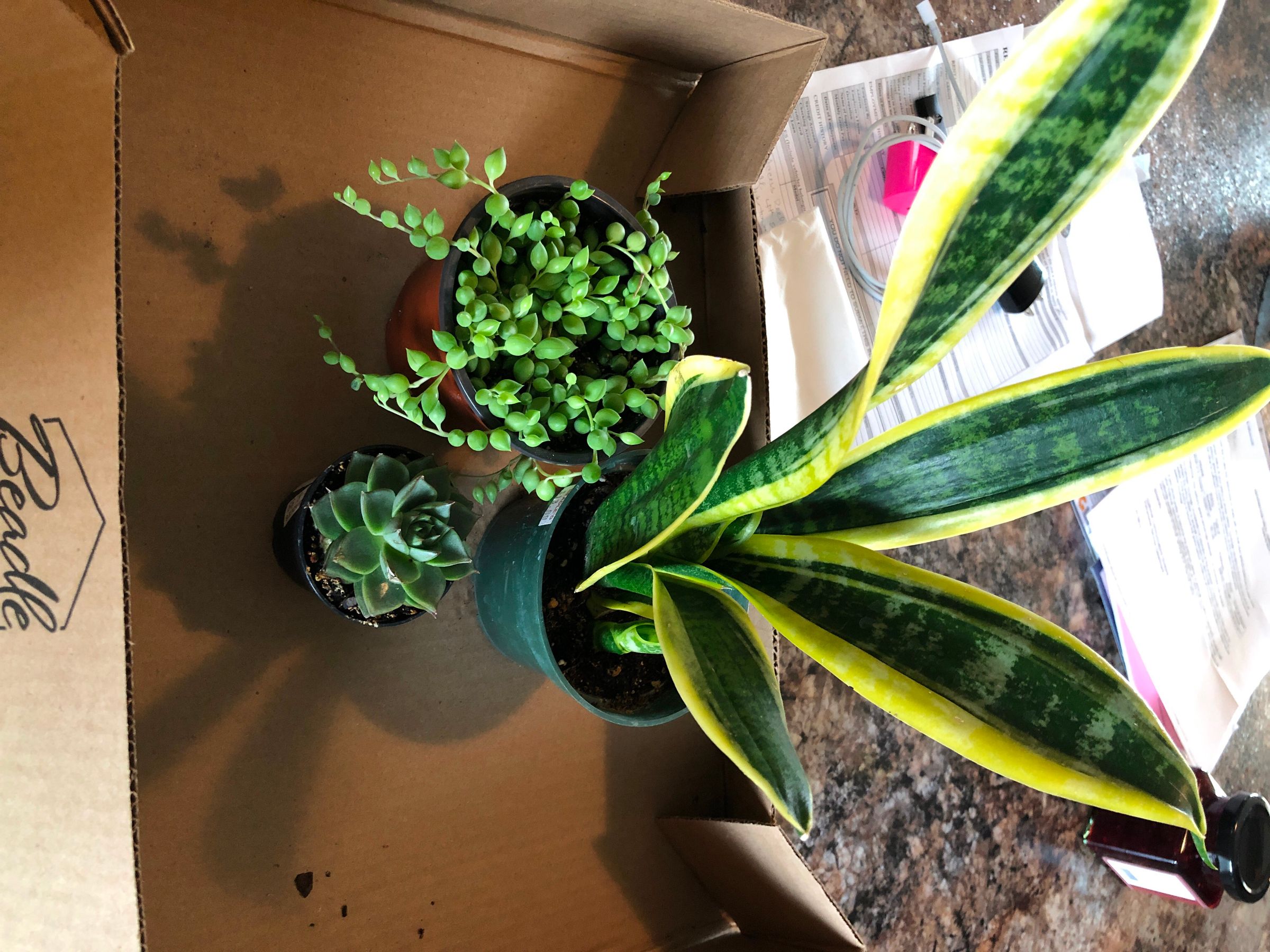 How to Pot Your Plant : 7 Steps - Instructables