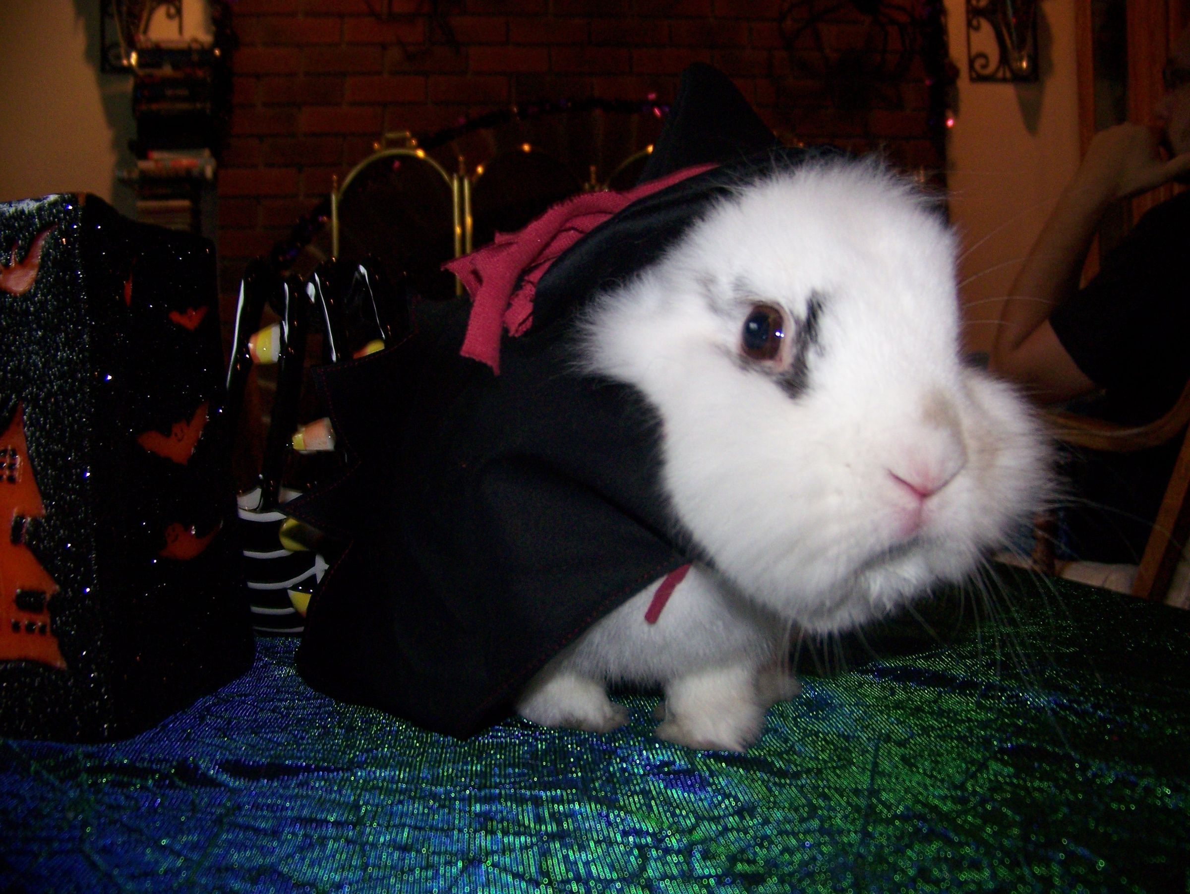 Draimans (my Rabbit) Warlock Costume! - Instructables