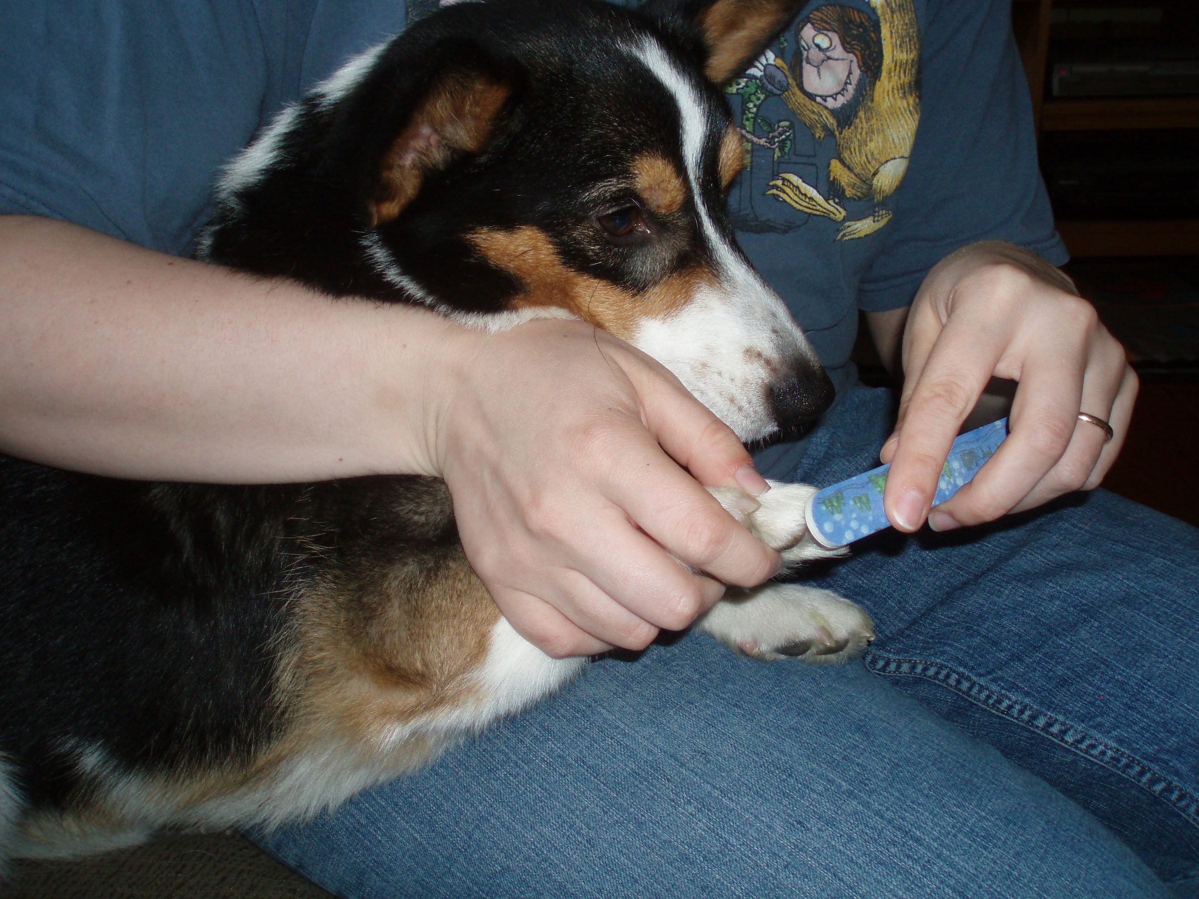 How to Trim Your Dog's Toenails : 6 Steps (with Pictures) - Instructables