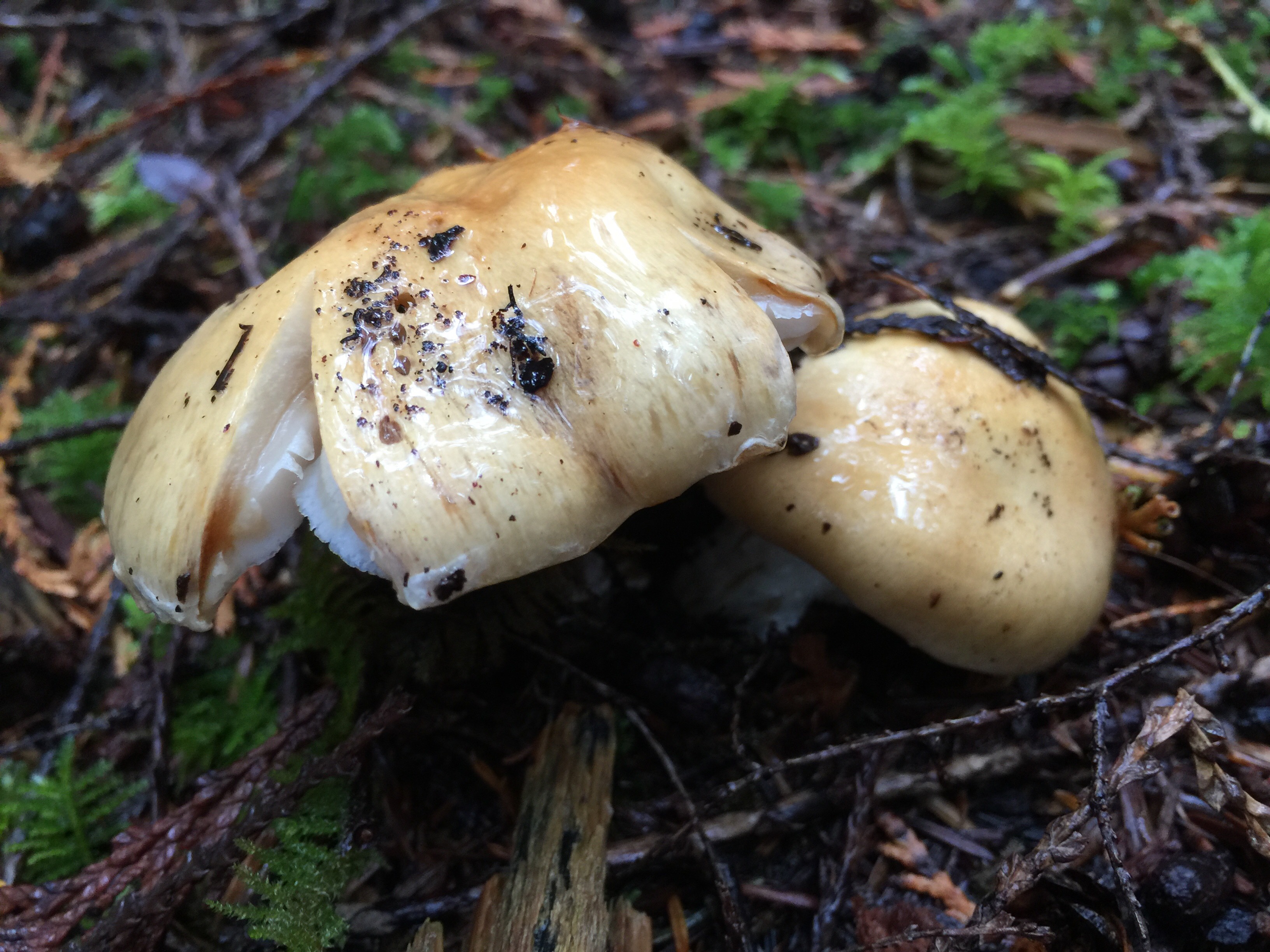 Nature Tracker: Parameter Mapping With the Intel Edison : 7 Steps (with Pictures) - Instructables