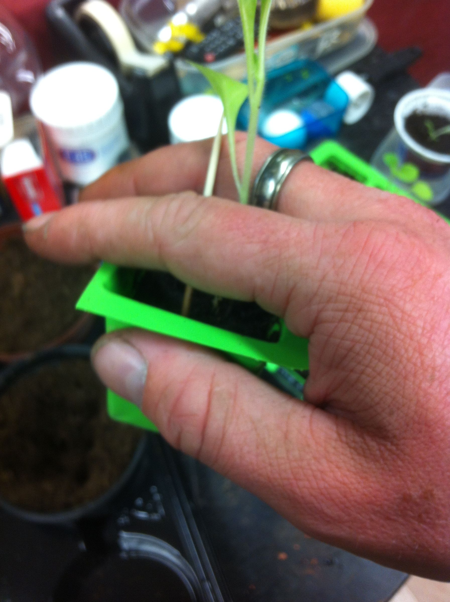 Growing Tobacco : 6 Steps (with Pictures) - Instructables