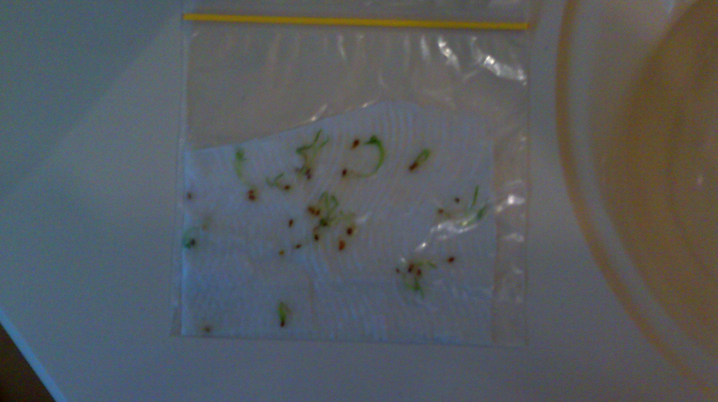 How to Germinate Seeds Fast (with Pictures) - Instructables