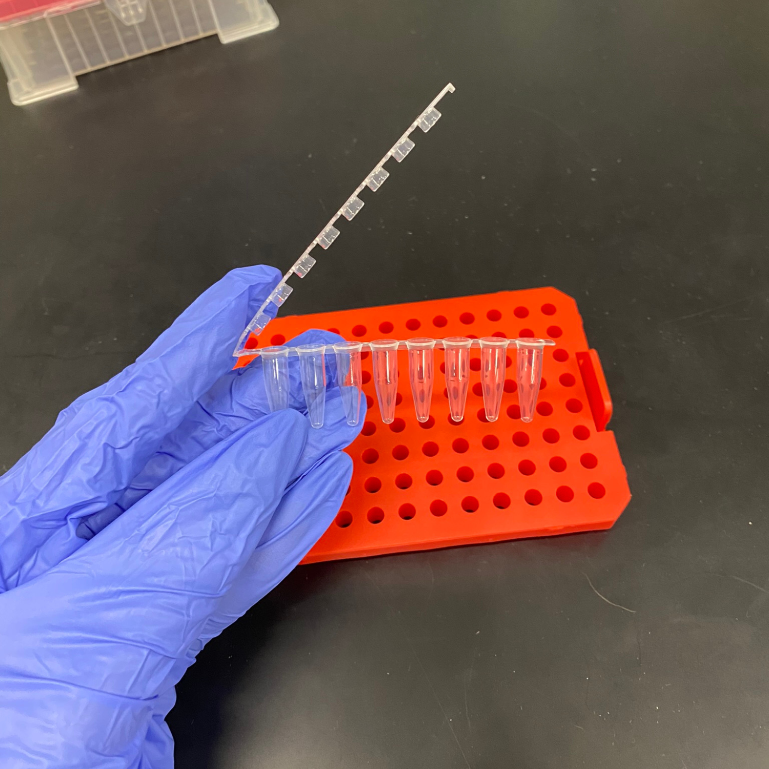 Mastering Molecular Cloning: a Guide to Polymerase Chain Reaction (PCR ...