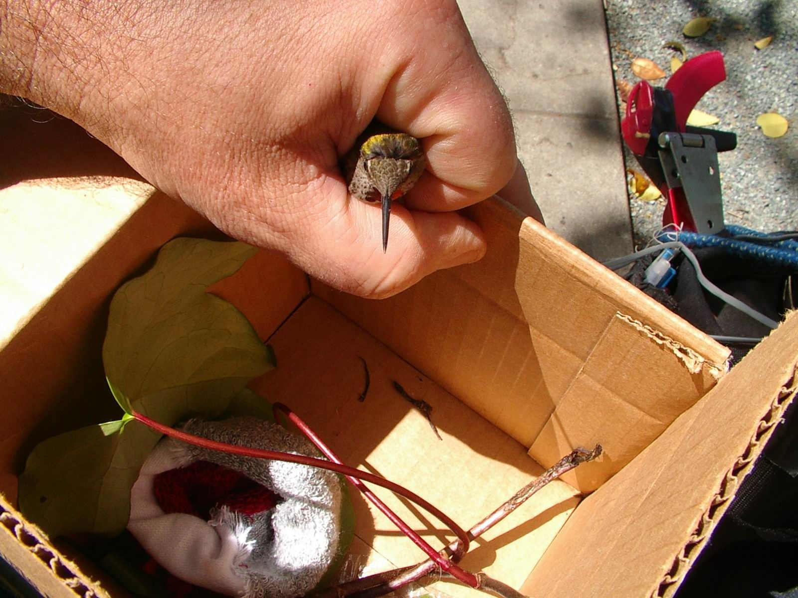 How to Rescue a Hummingbird : 12 Steps (with Pictures) - Instructables