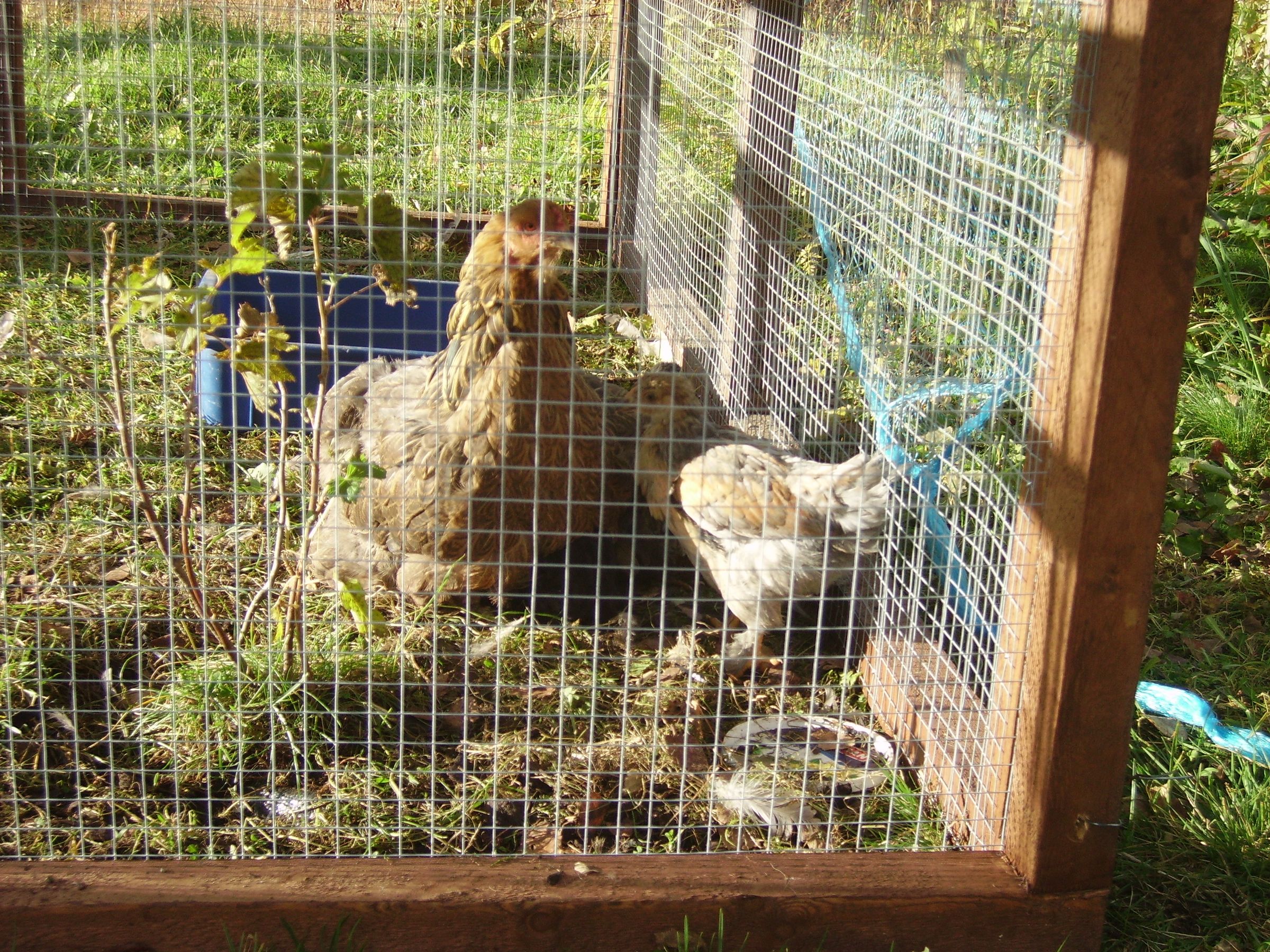 Hatching Chicken Eggs Naturally : 12 Steps (with Pictures) - Instructables