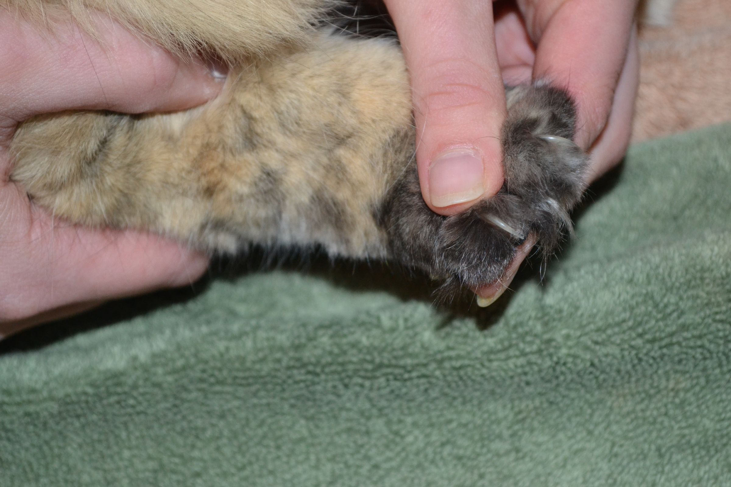 How to Groom Your Cat (Lion Cut) : 9 Steps (with Pictures) - Instructables