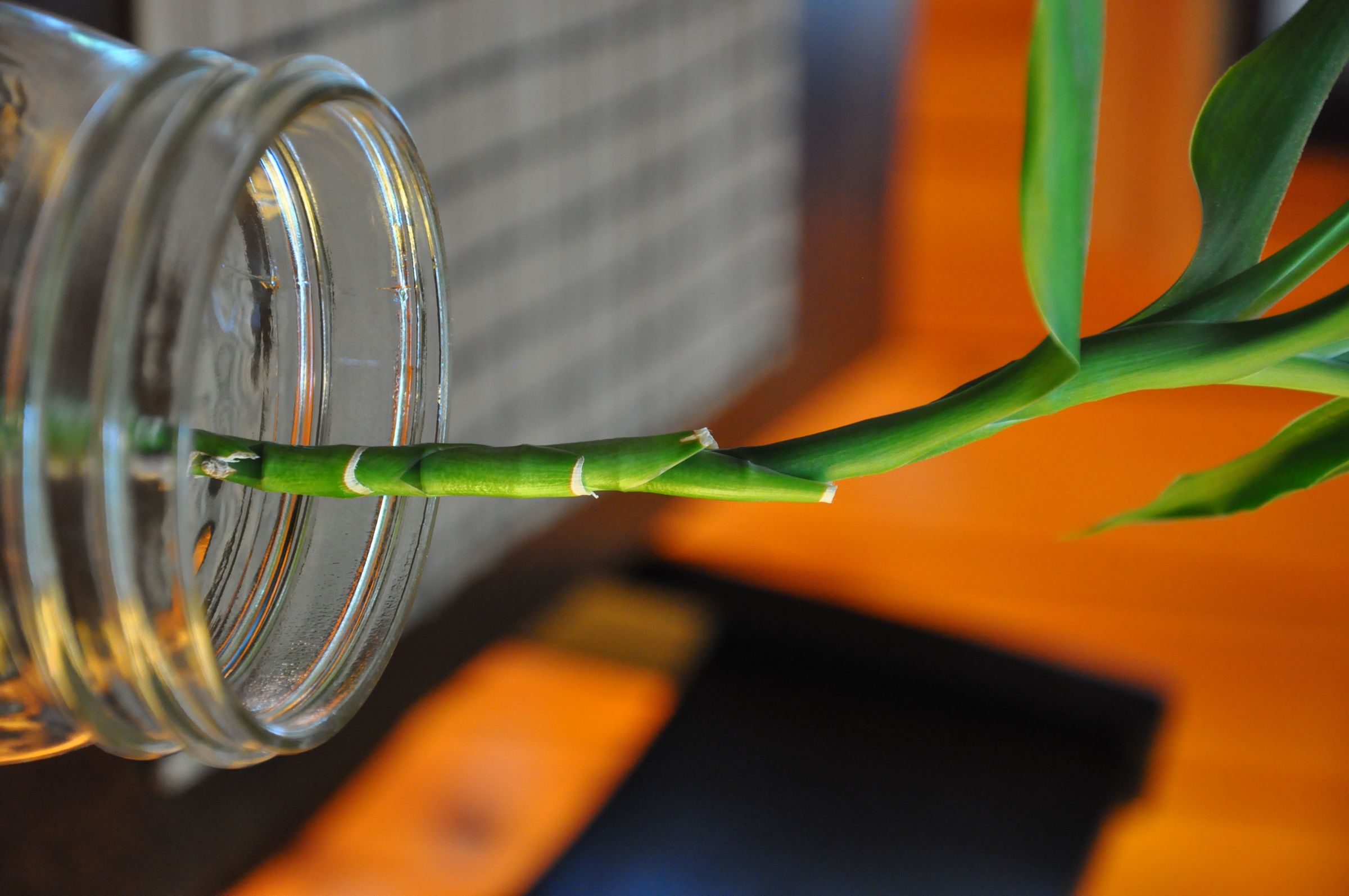 Cloning Your Bamboo : 7 Steps (with Pictures) - Instructables