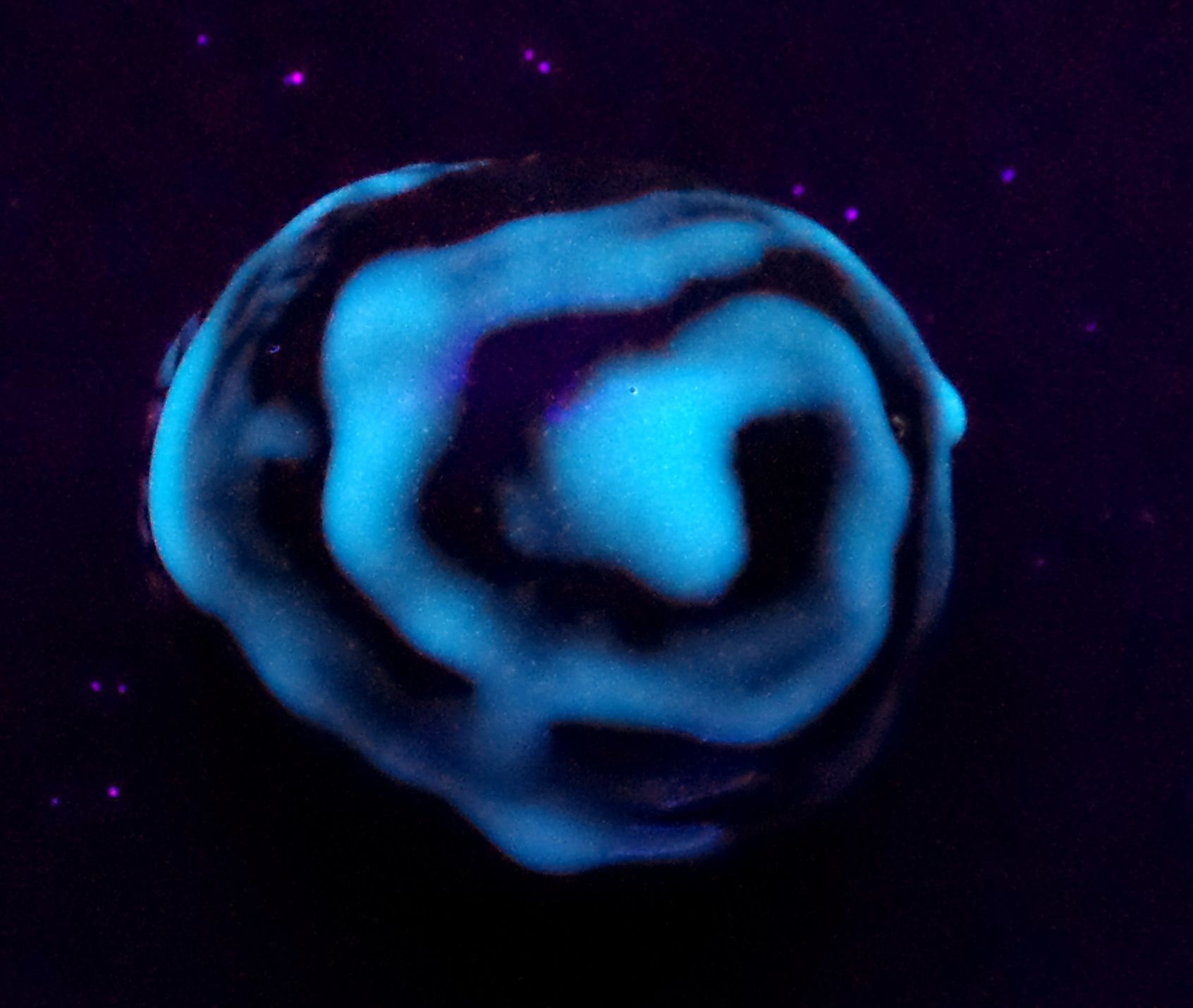 Glowing Edible Paint : 7 Steps (with Pictures) - Instructables