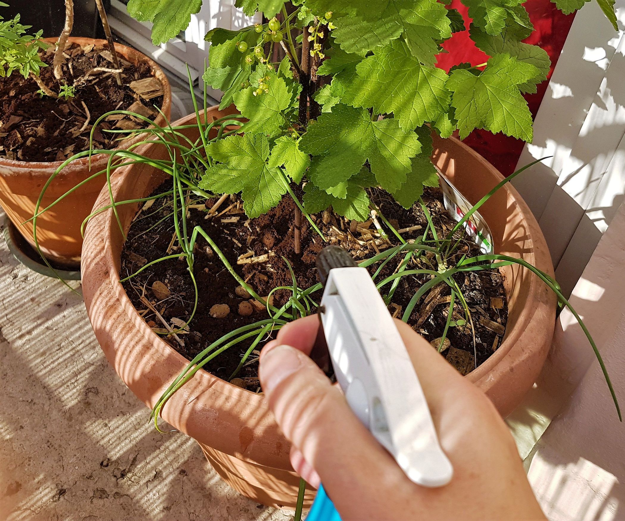 Homemade Natural Insecticide/repellent (with Pictures) - Instructables