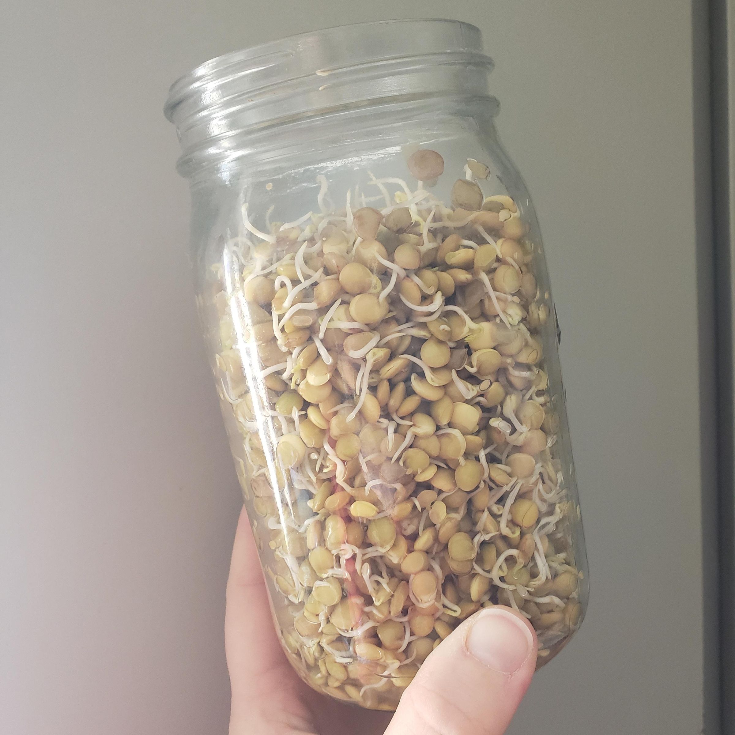 Lentil Treat : 3 Steps (with Pictures) - Instructables