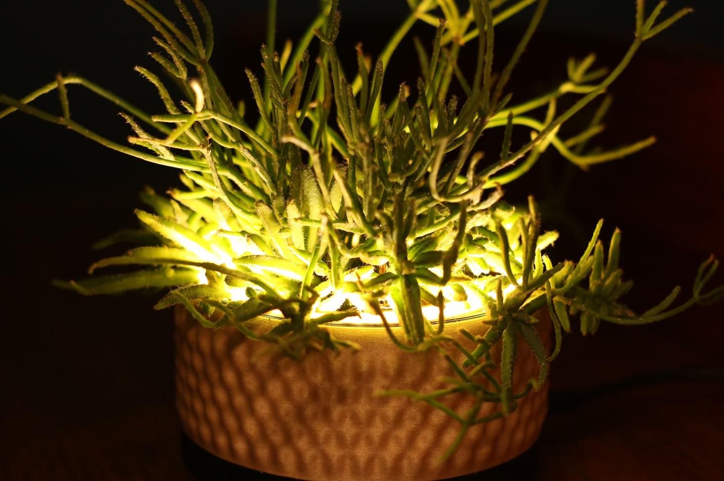 Lamp Planter : 4 Steps (with Pictures) - Instructables