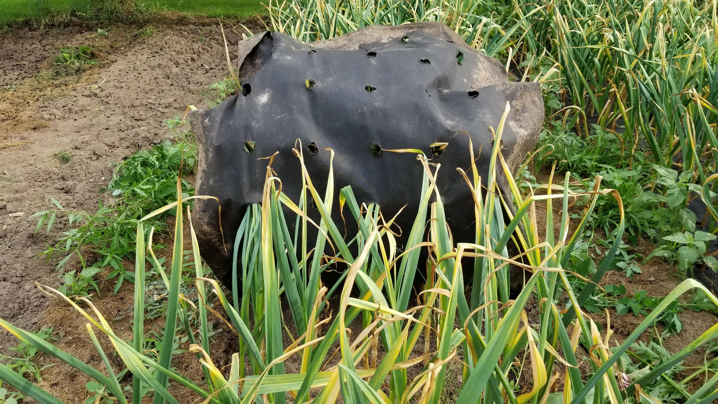 Garlic Gardening : 49 Steps (with Pictures) - Instructables