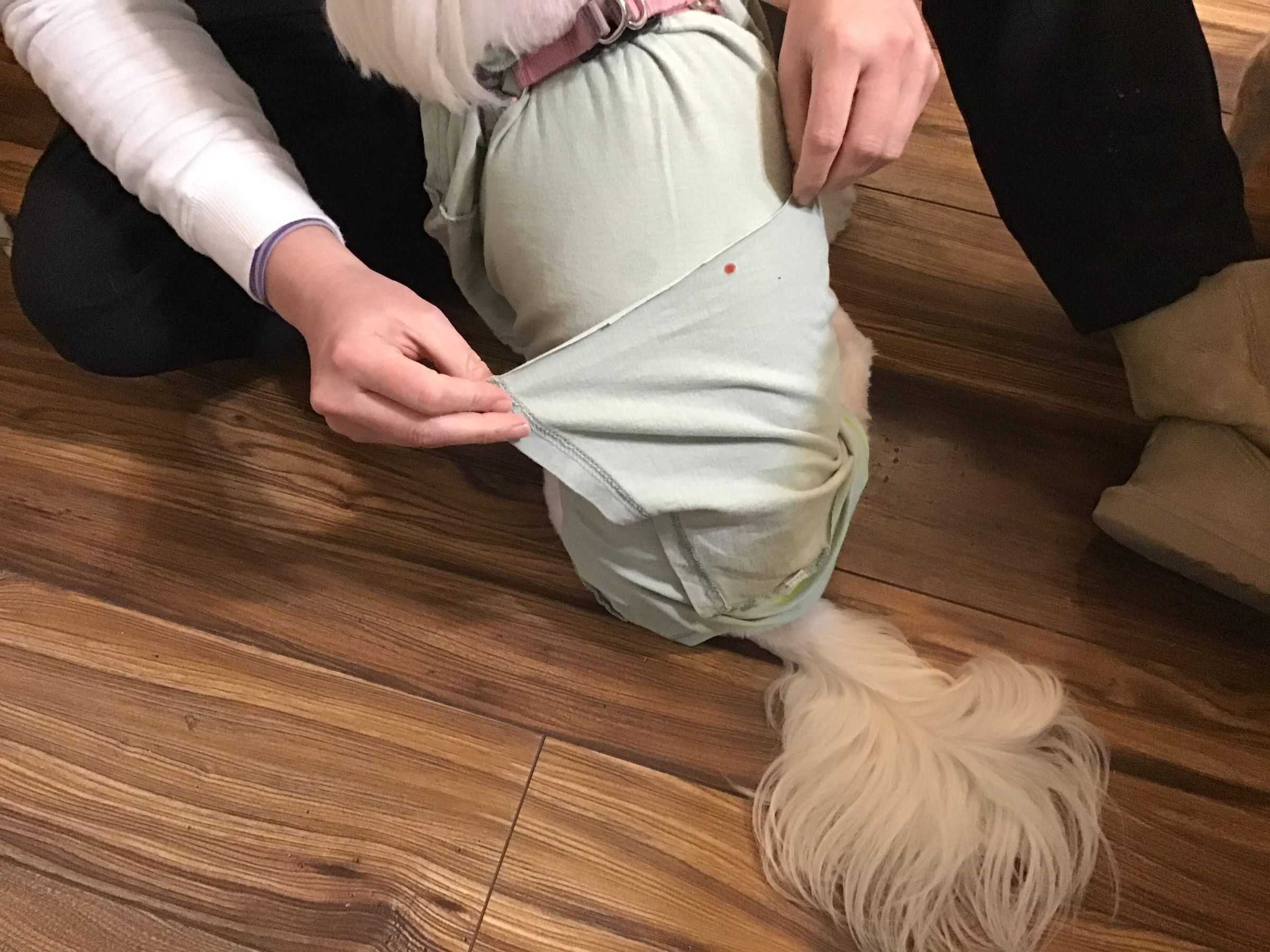 Old T-Shirt Dog Coat : 8 Steps (with Pictures) - Instructables