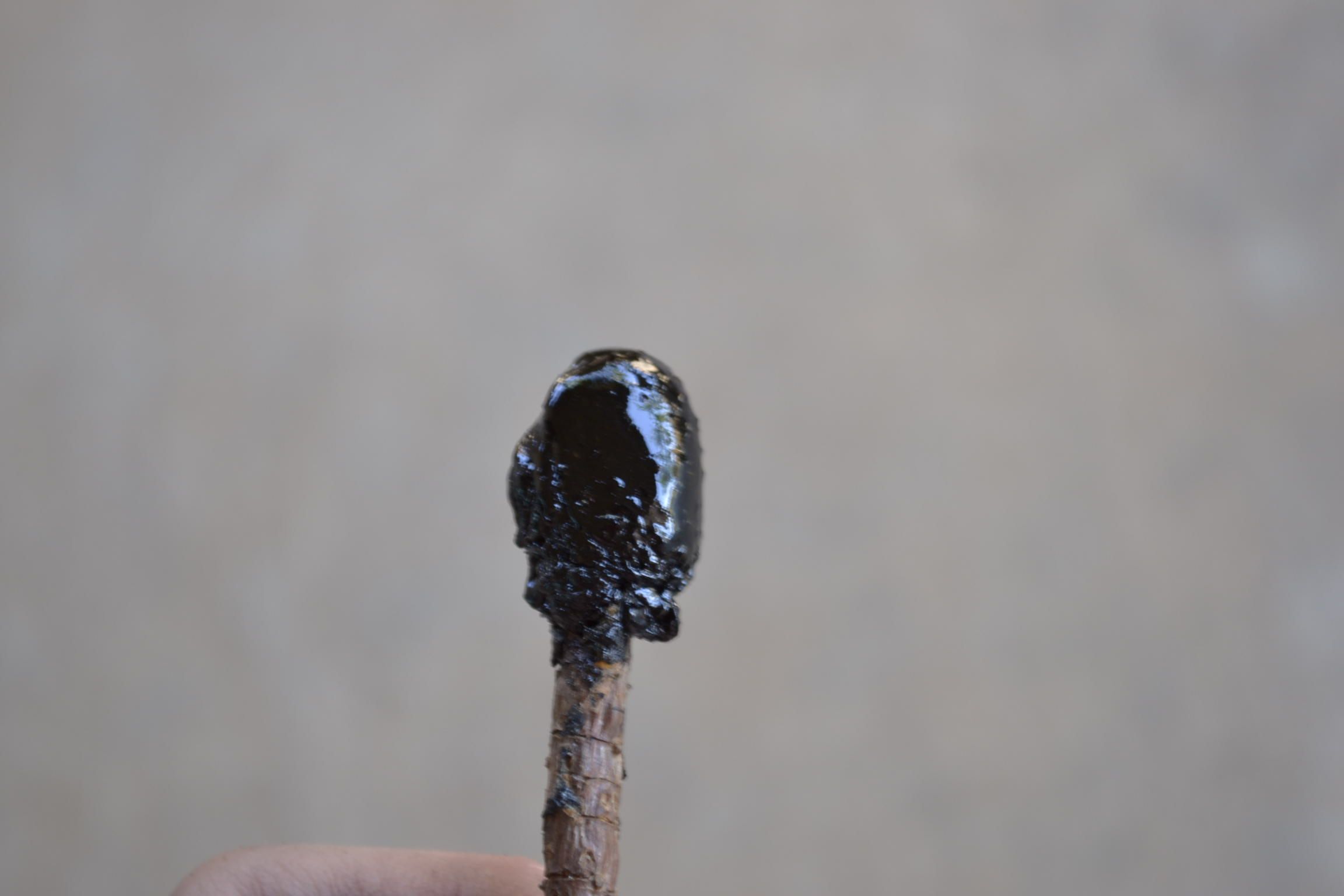 Survival Pine Tar: Pitchsticks, Fire Starter, Super Glue!! : 7 Steps ...