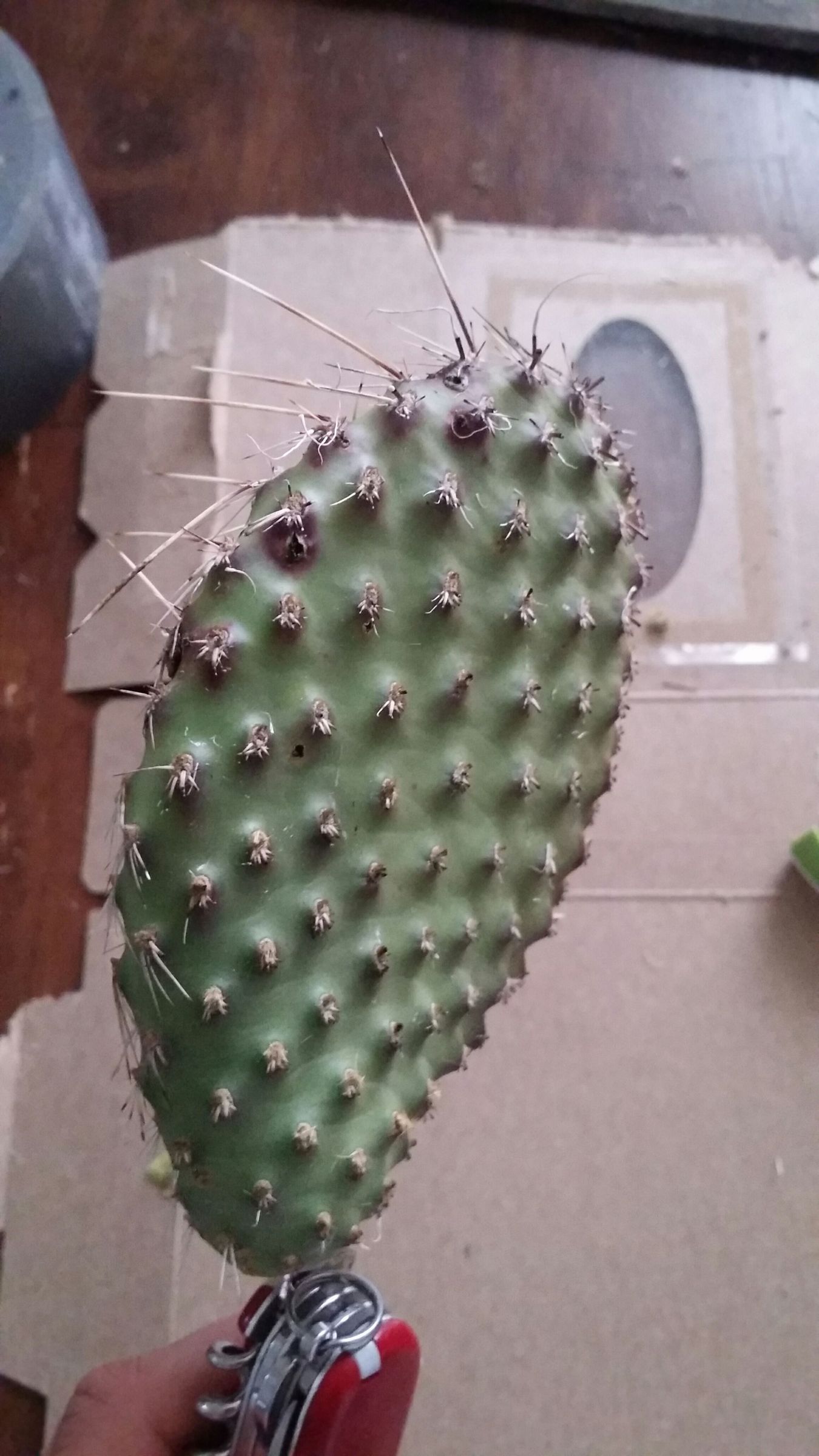 Cinco De Mayo Fried Cactus (Nopales) : 3 Steps (with Pictures ...