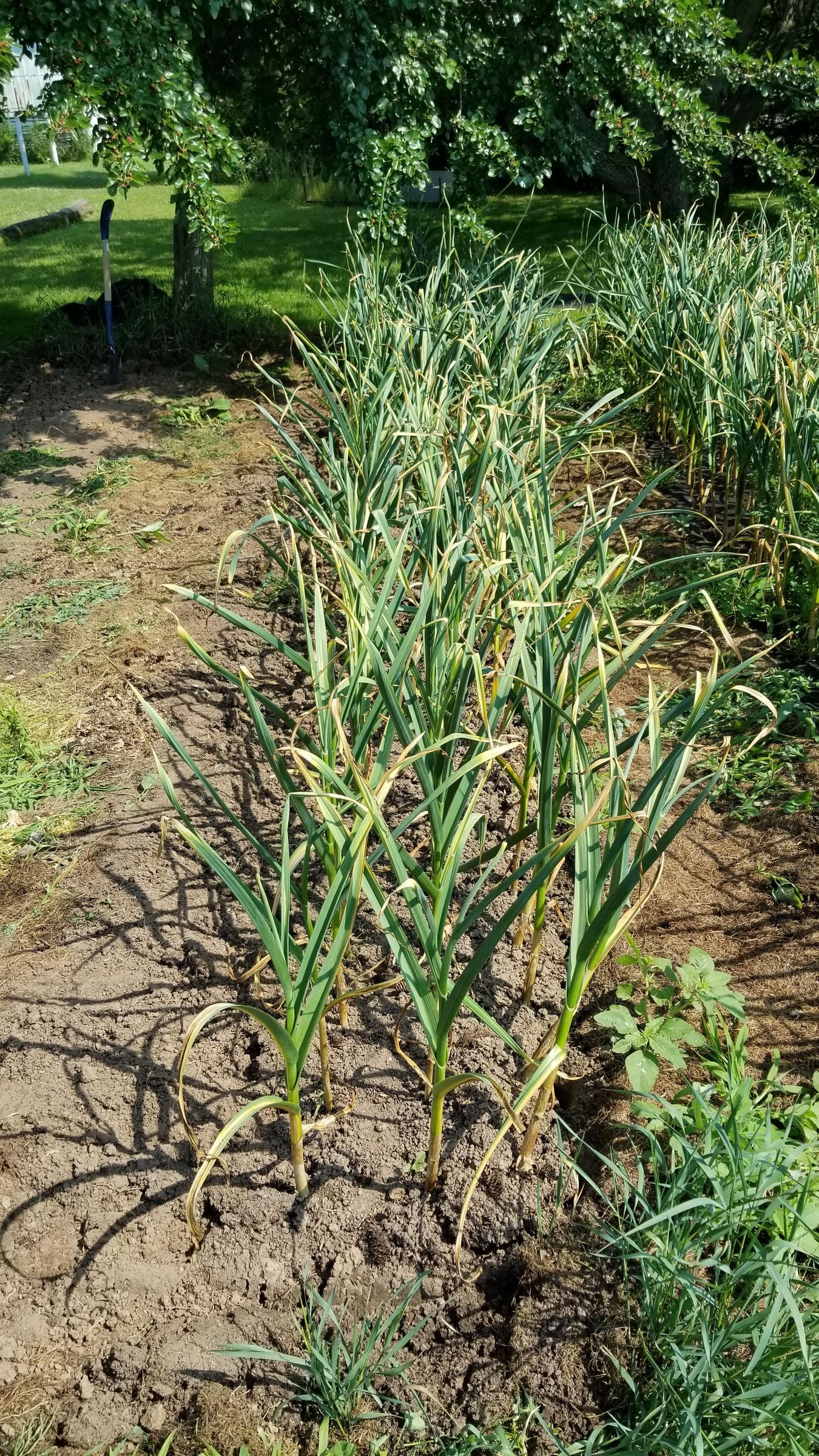 Garlic Gardening : 49 Steps (with Pictures) - Instructables