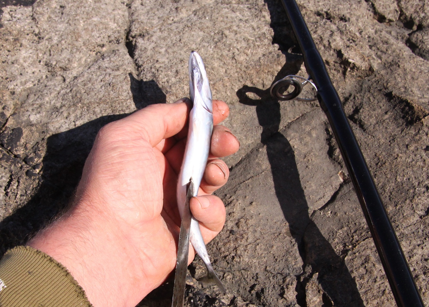 Solar Cooked Wild Mackerel on the Rocks : 7 Steps (with Pictures ...