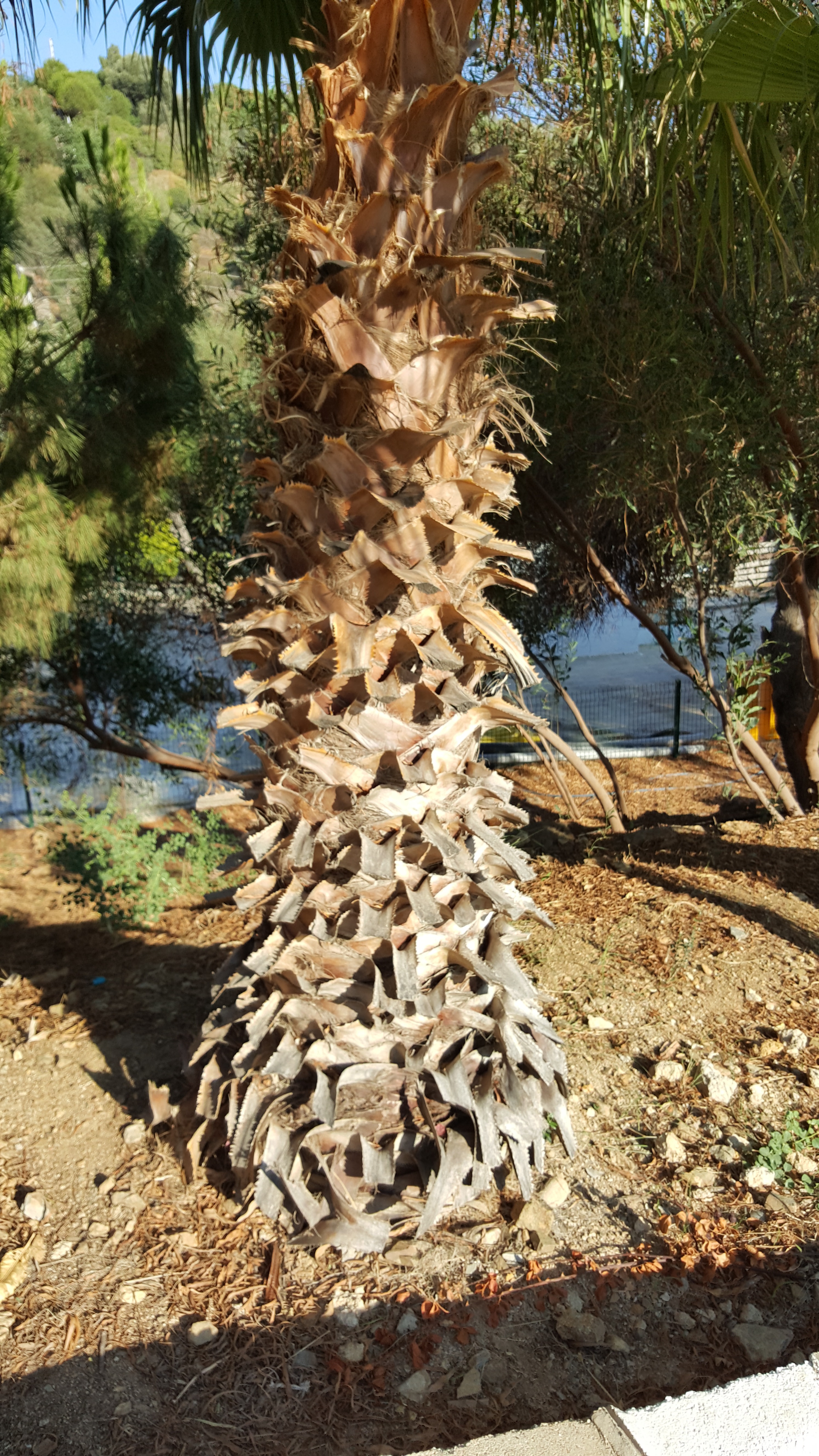 How to Cut Palm Tree's Leaves : 10 Steps (with Pictures) - Instructables