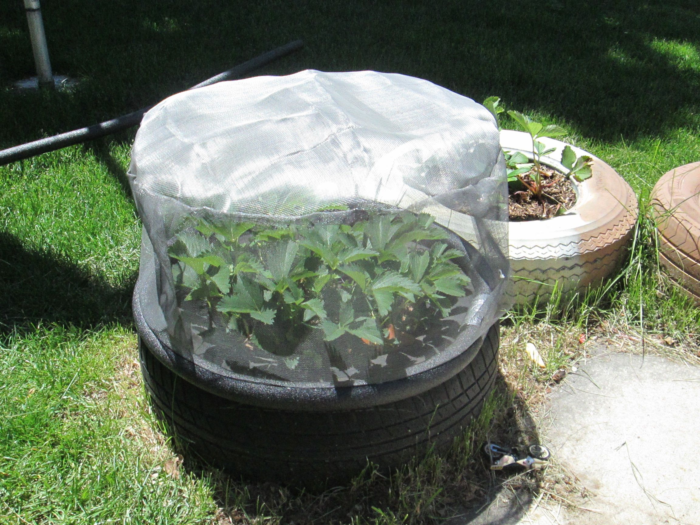 Strawberry Cages : 10 Steps (with Pictures) - Instructables