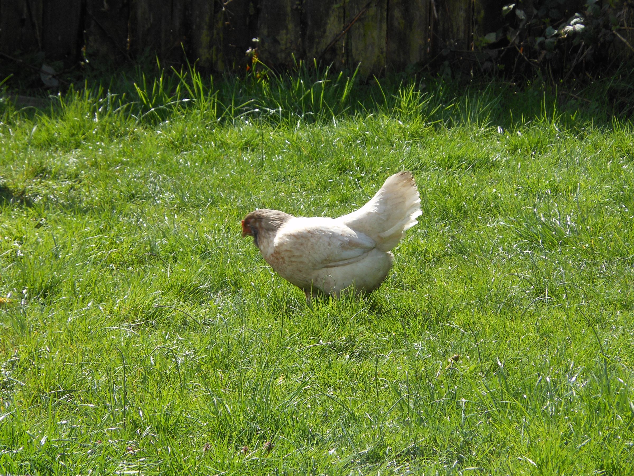 How to Hypnotize a Chicken : 7 Steps (with Pictures) - Instructables