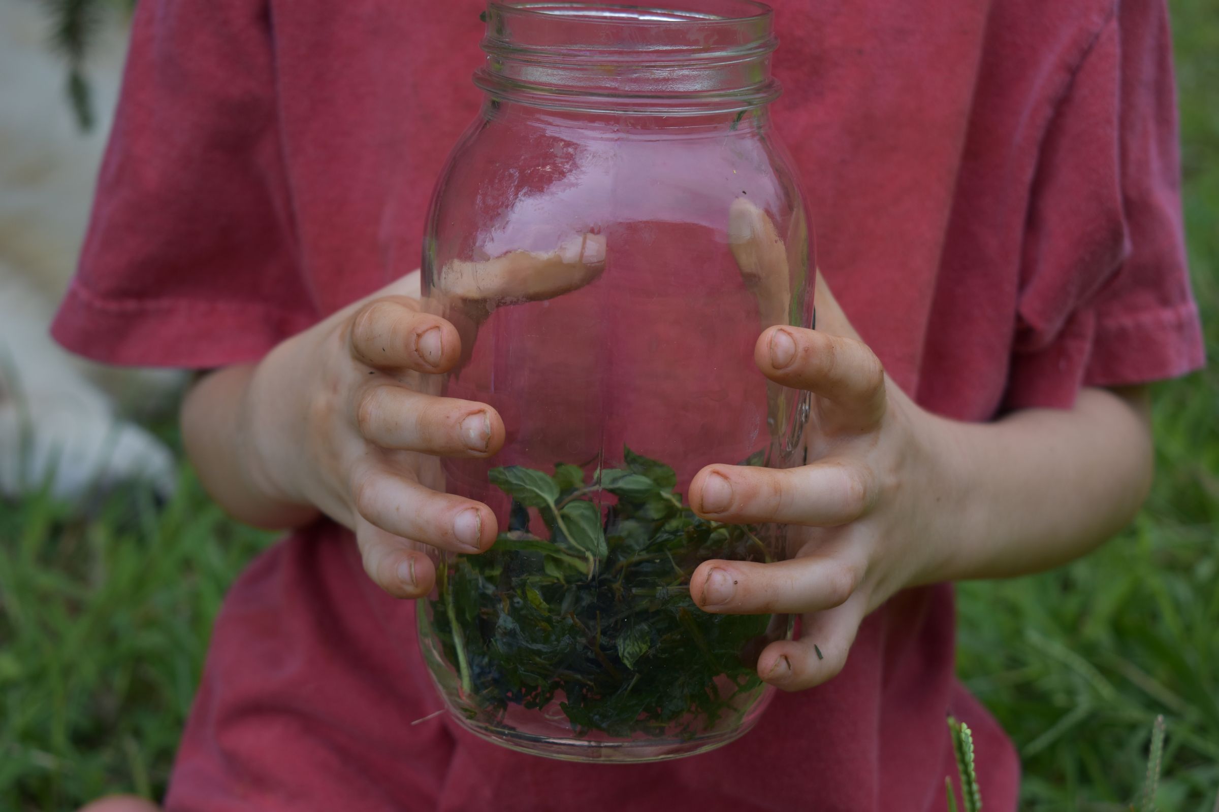 Cold Brew Wild Mint Tea : 6 Steps (with Pictures) - Instructables