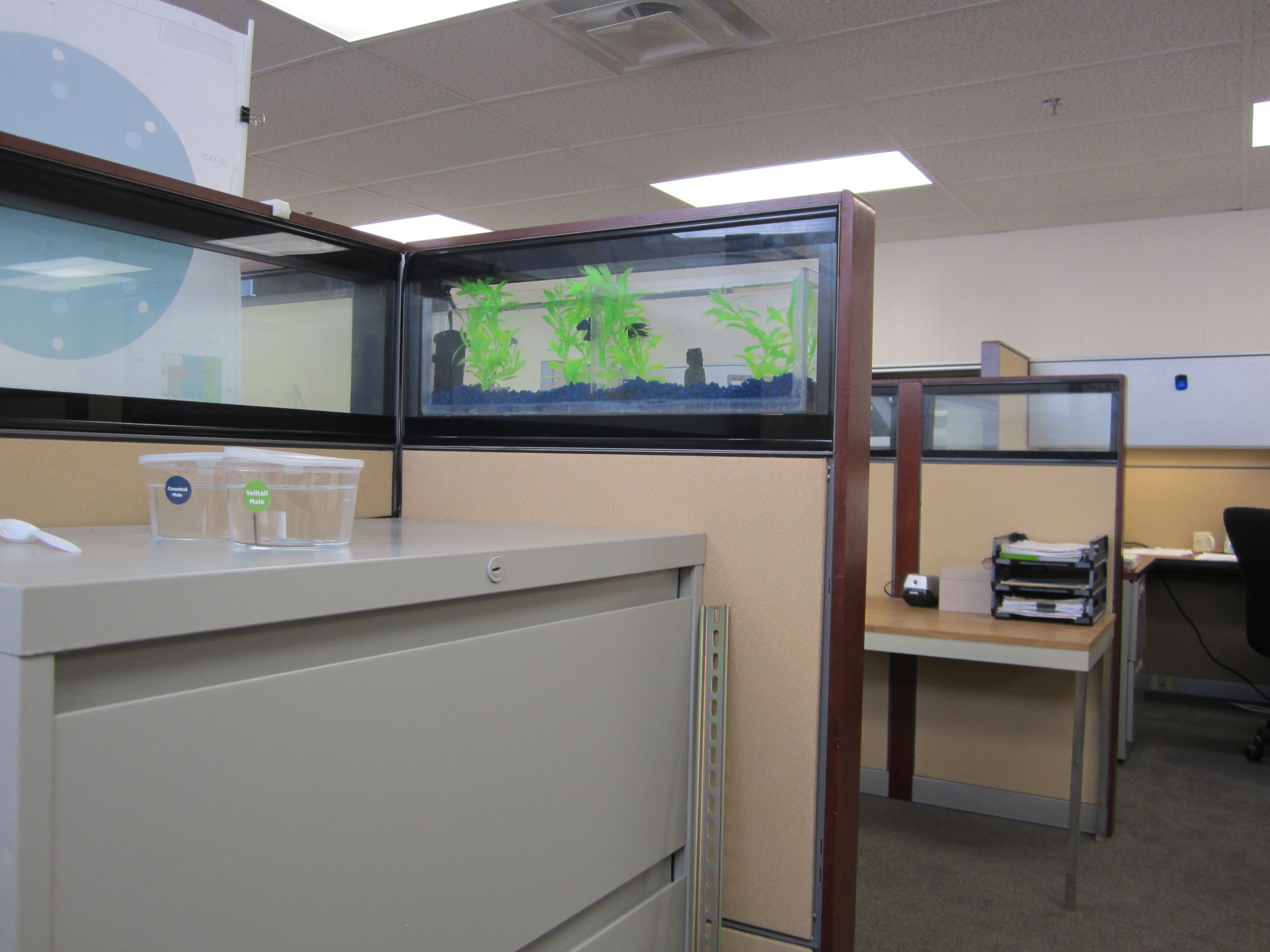 DIY Office Fishtank : 4 Steps - Instructables