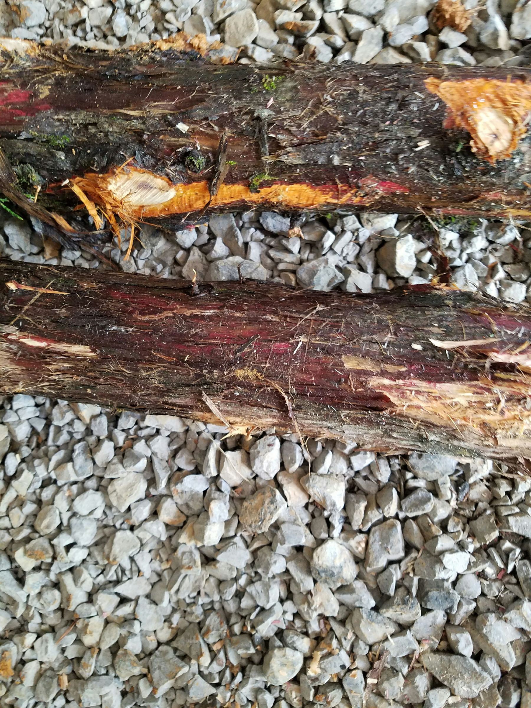 Turning Cedar Trees Into Walking Sticks : 12 Steps (with Pictures ...