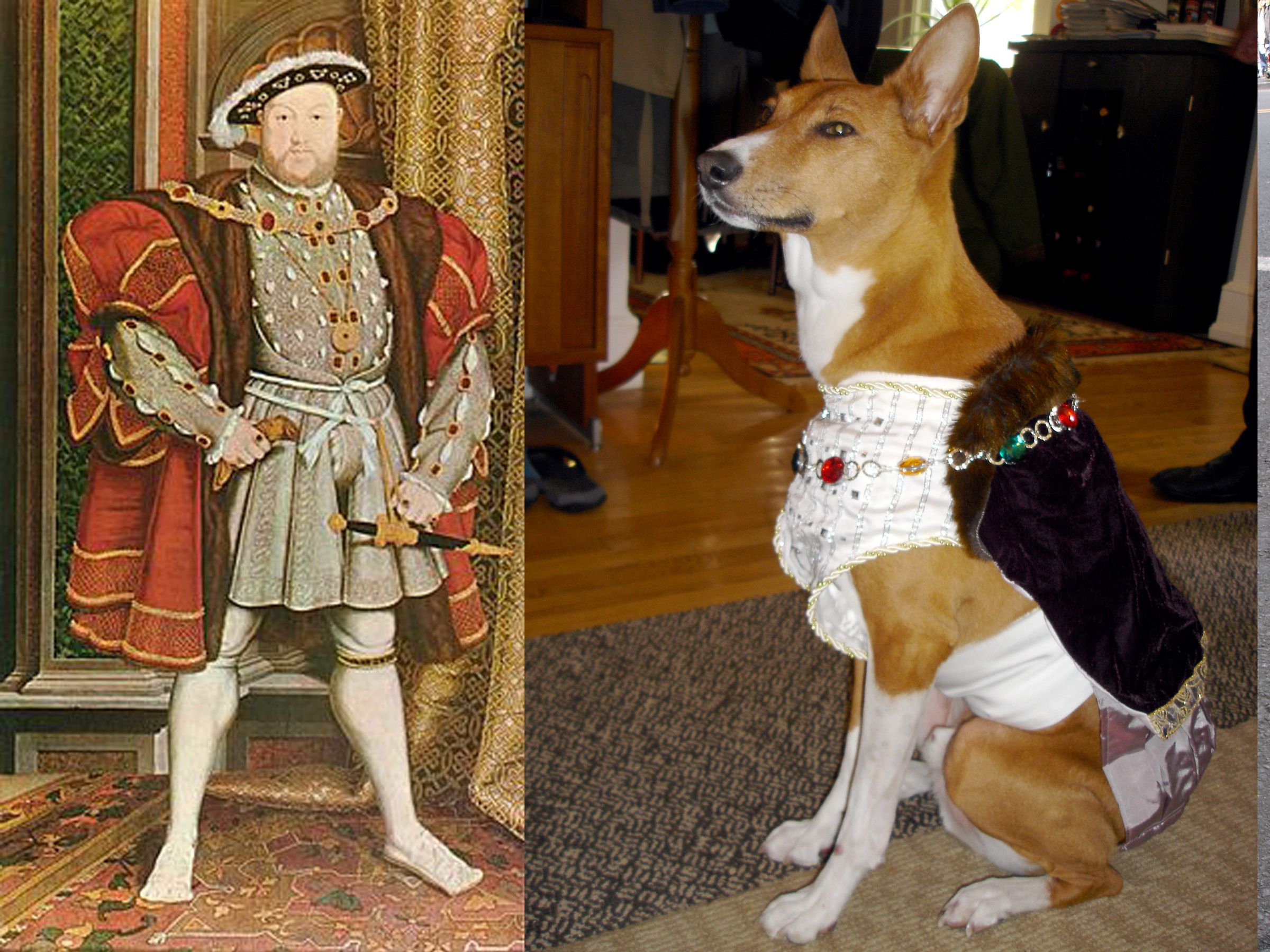 How to Make a Costume for a Dog : 4 Steps (with Pictures) - Instructables