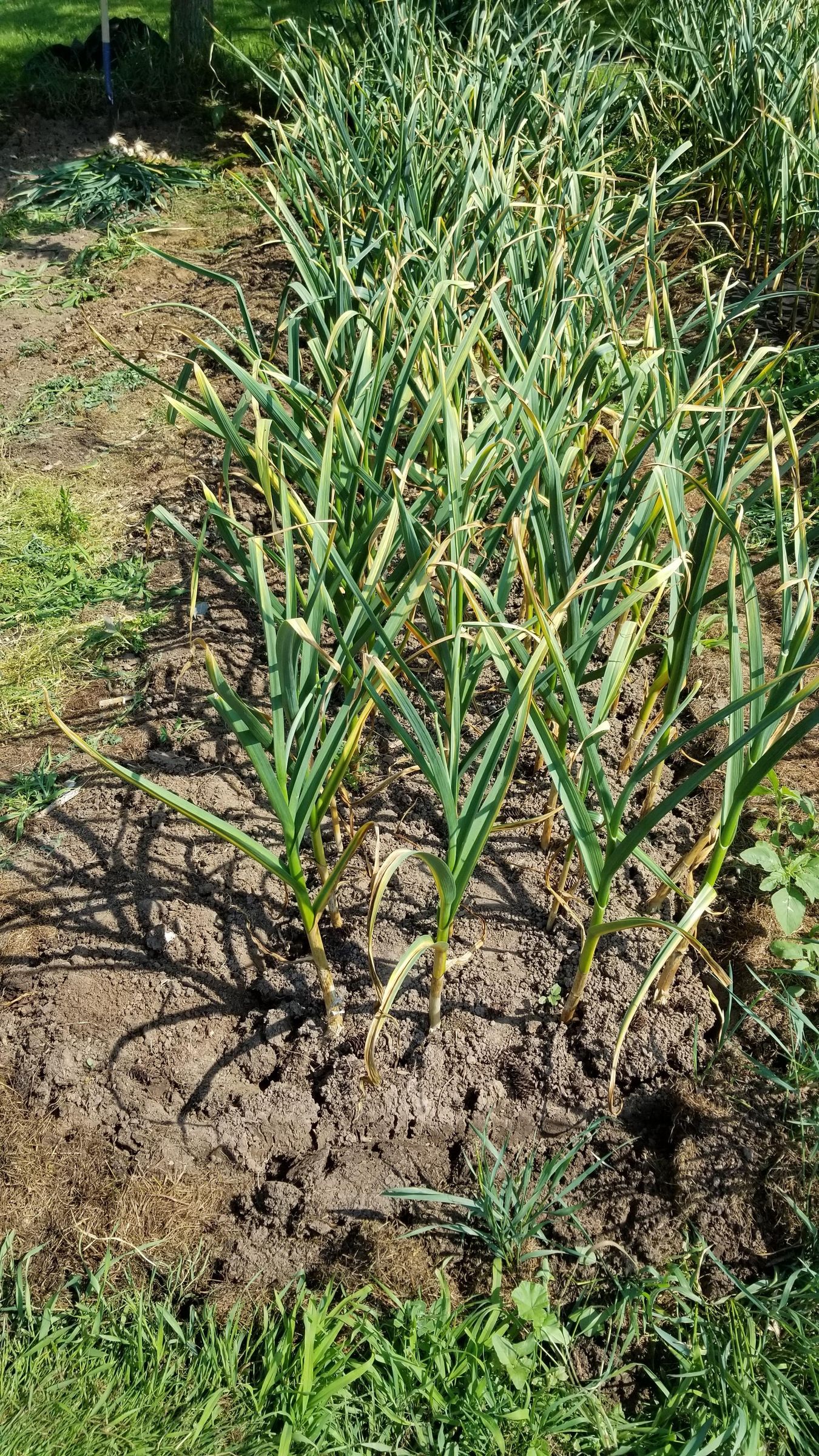Garlic Gardening : 49 Steps (with Pictures) - Instructables