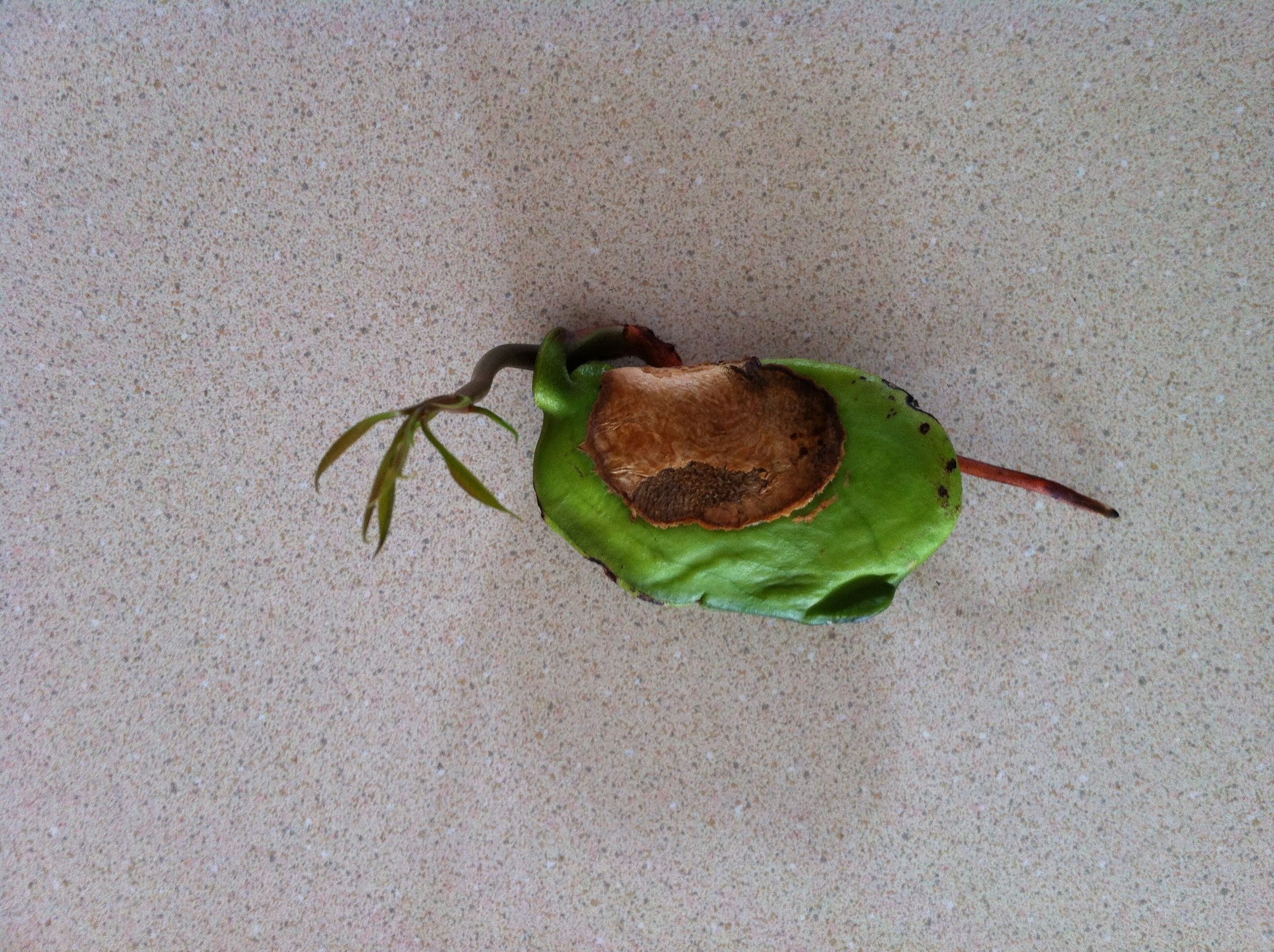 How to Grow a Mango Tree : 4 Steps (with Pictures) - Instructables
