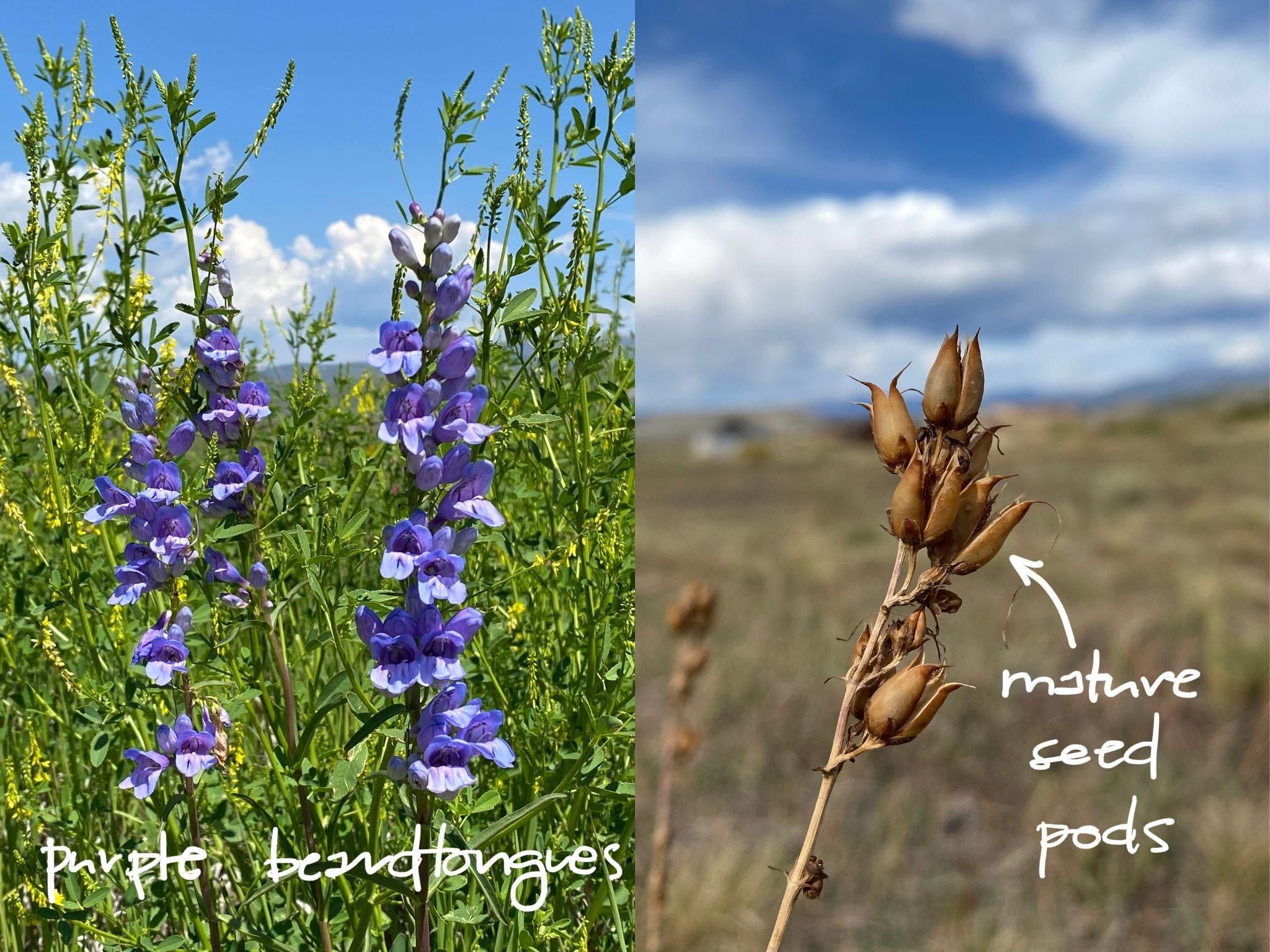 How to Gather Wildflower Seeds : 7 Steps (with Pictures) - Instructables