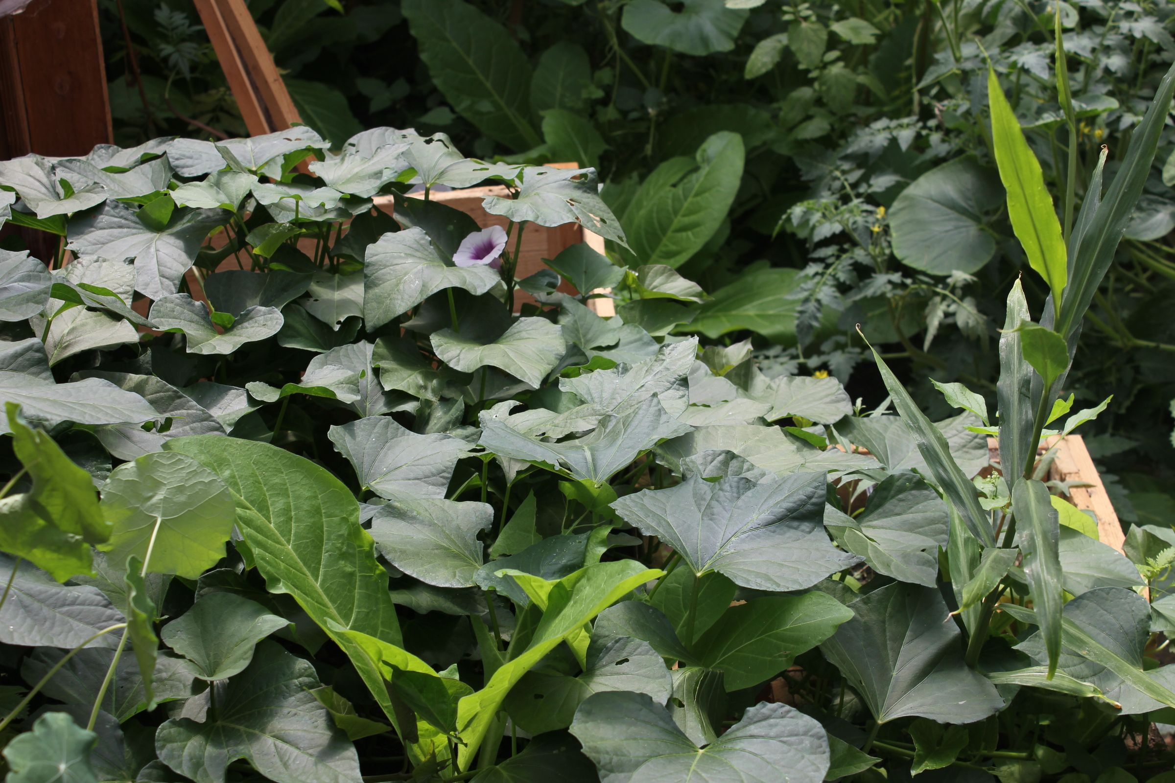 Car Greenhouse - Growing Food, Extending the Season and Succeeding With ...
