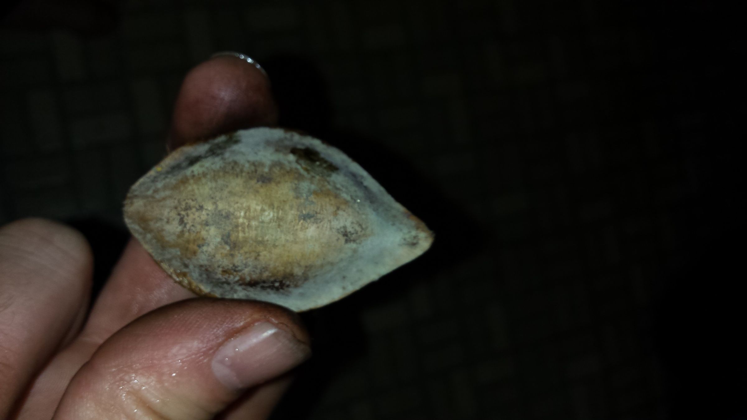 Germinate Terminalia Catappa Seeds - Indian Almond : 5 Steps ...