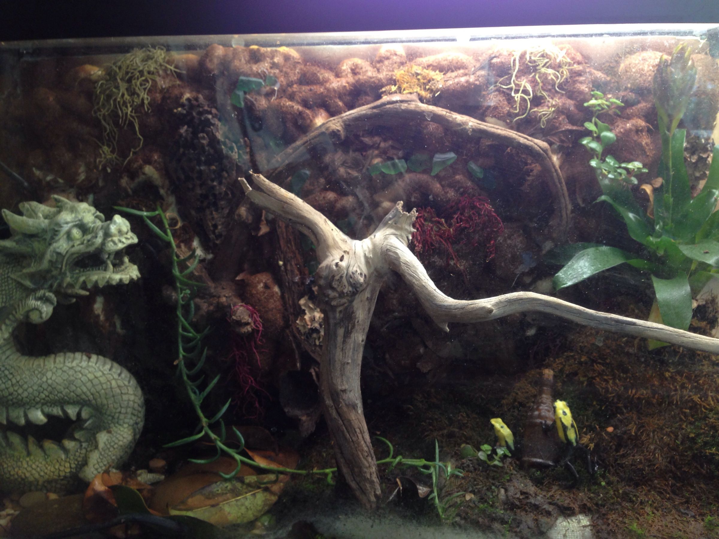 Terrarium Background : 6 Steps - Instructables