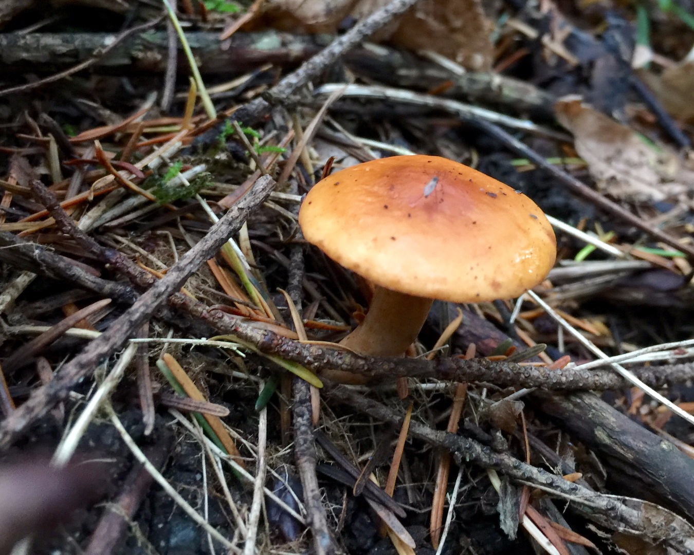 Nature Tracker: Parameter Mapping With the Intel Edison : 7 Steps (with Pictures) - Instructables