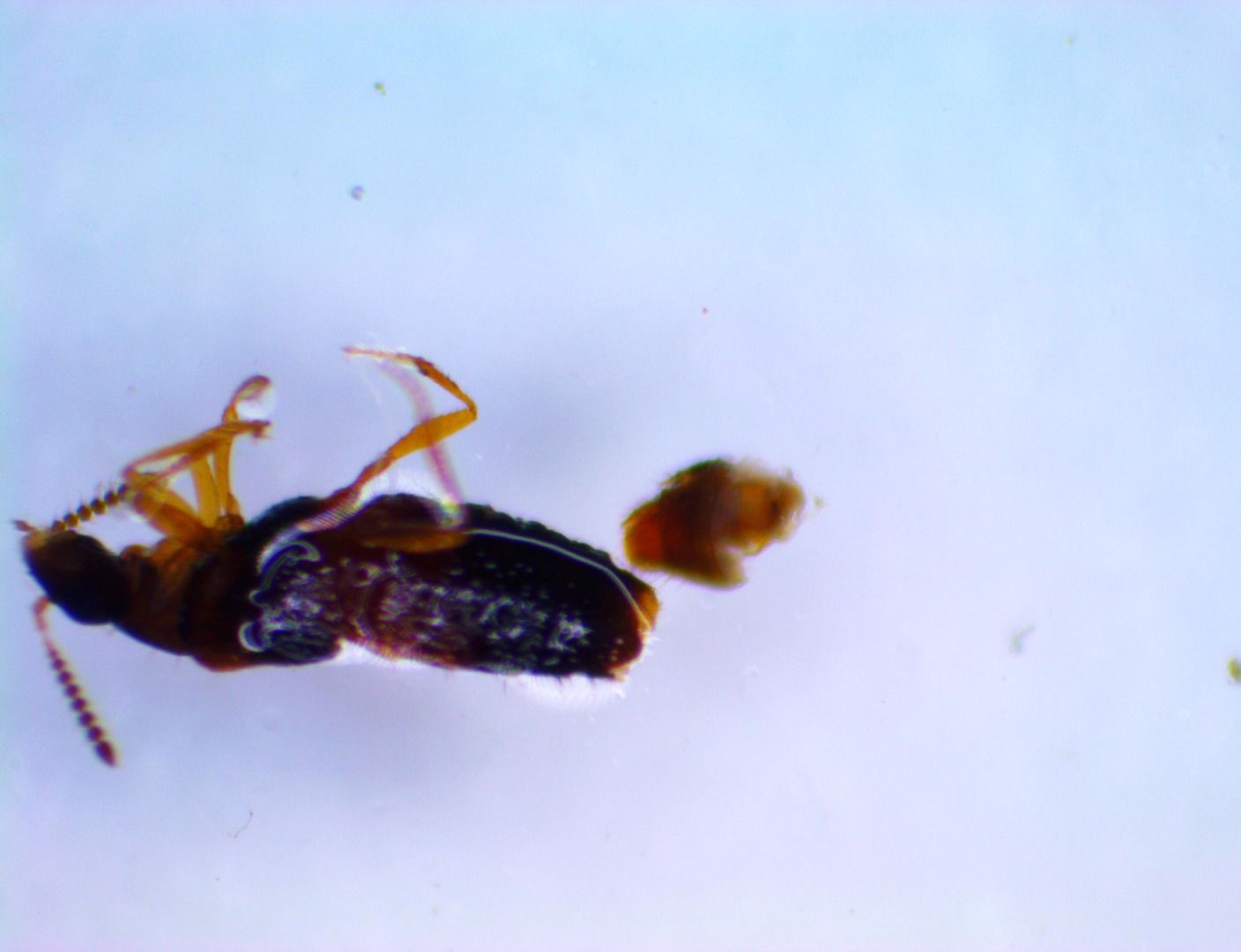 Beetle Dissection and Mounting : 8 Steps (with Pictures) - Instructables