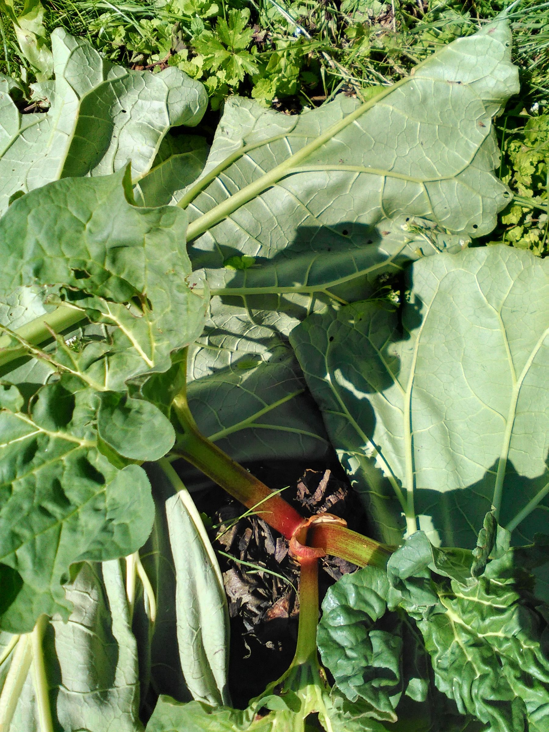 Making the Most Out of Your Rhubarb Patch : 3 Steps (with Pictures ...