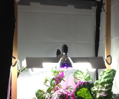 A Small DIY Home Hydroponics Setup (with Pictures) - Instructables
