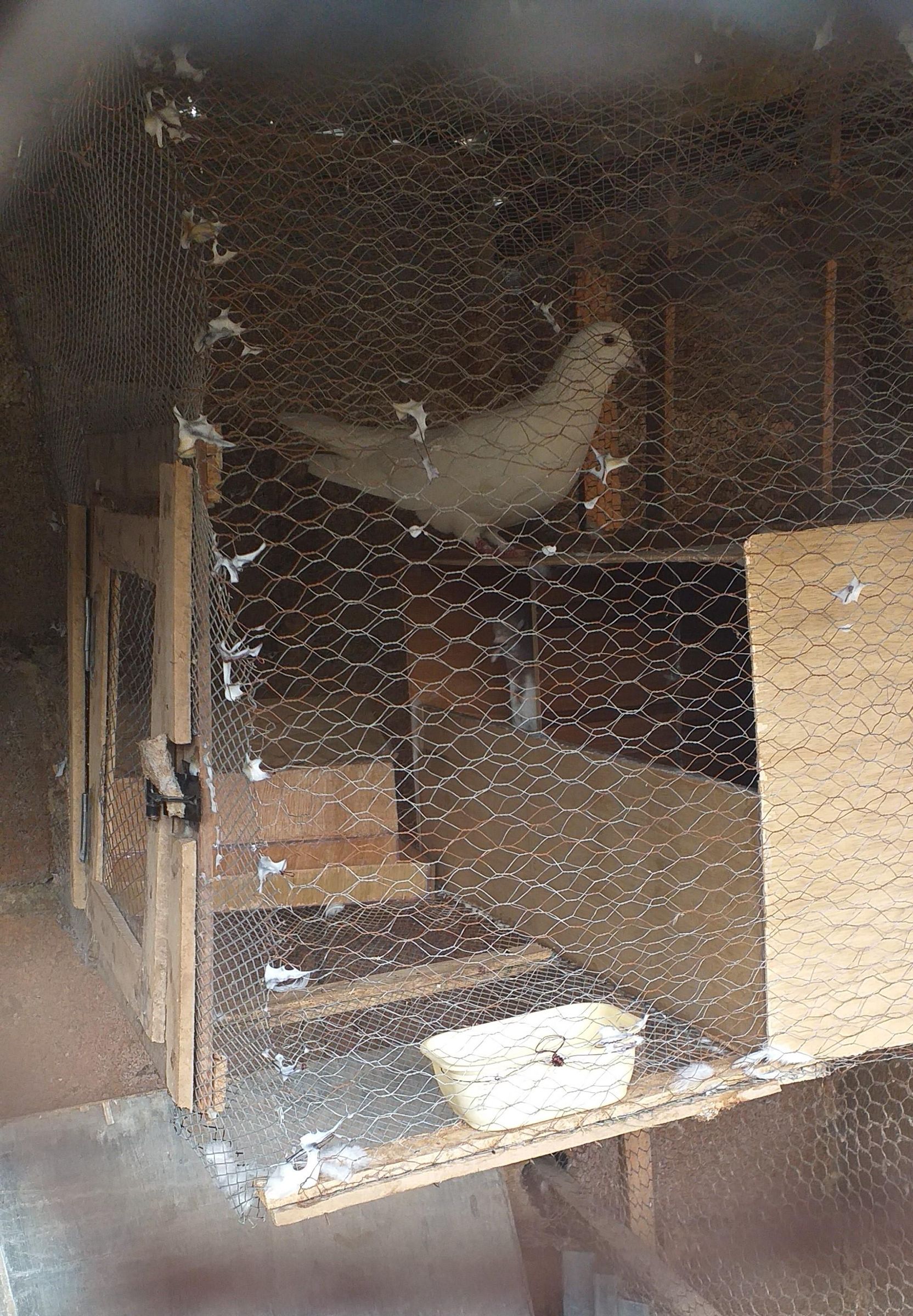 Pigeon House : 8 Steps (with Pictures) - Instructables