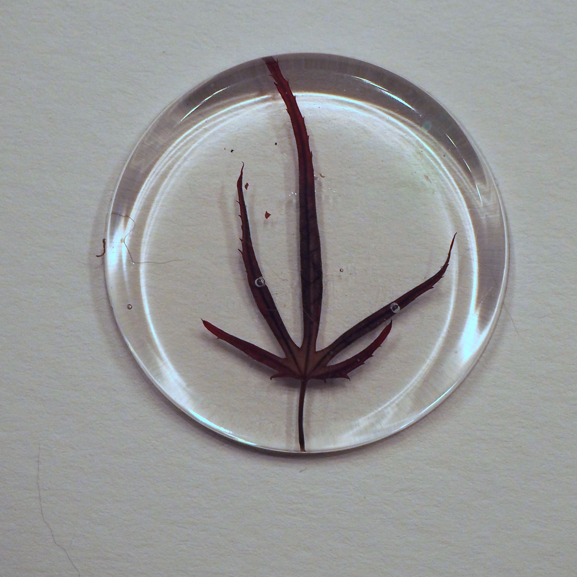 Techniques to Embed Flowers in Resin : 12 Steps (with Pictures ...
