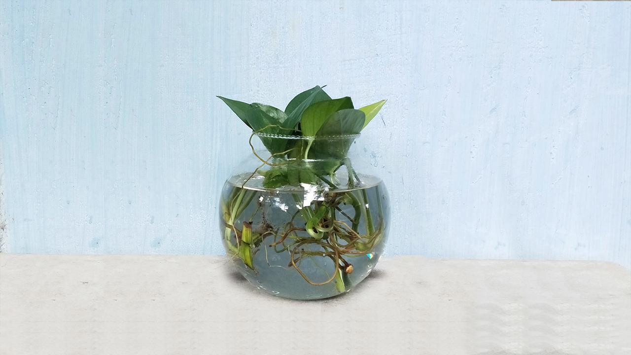 Grow Money Plant in Water From Cuttings : 13 Steps (with Pictures ...
