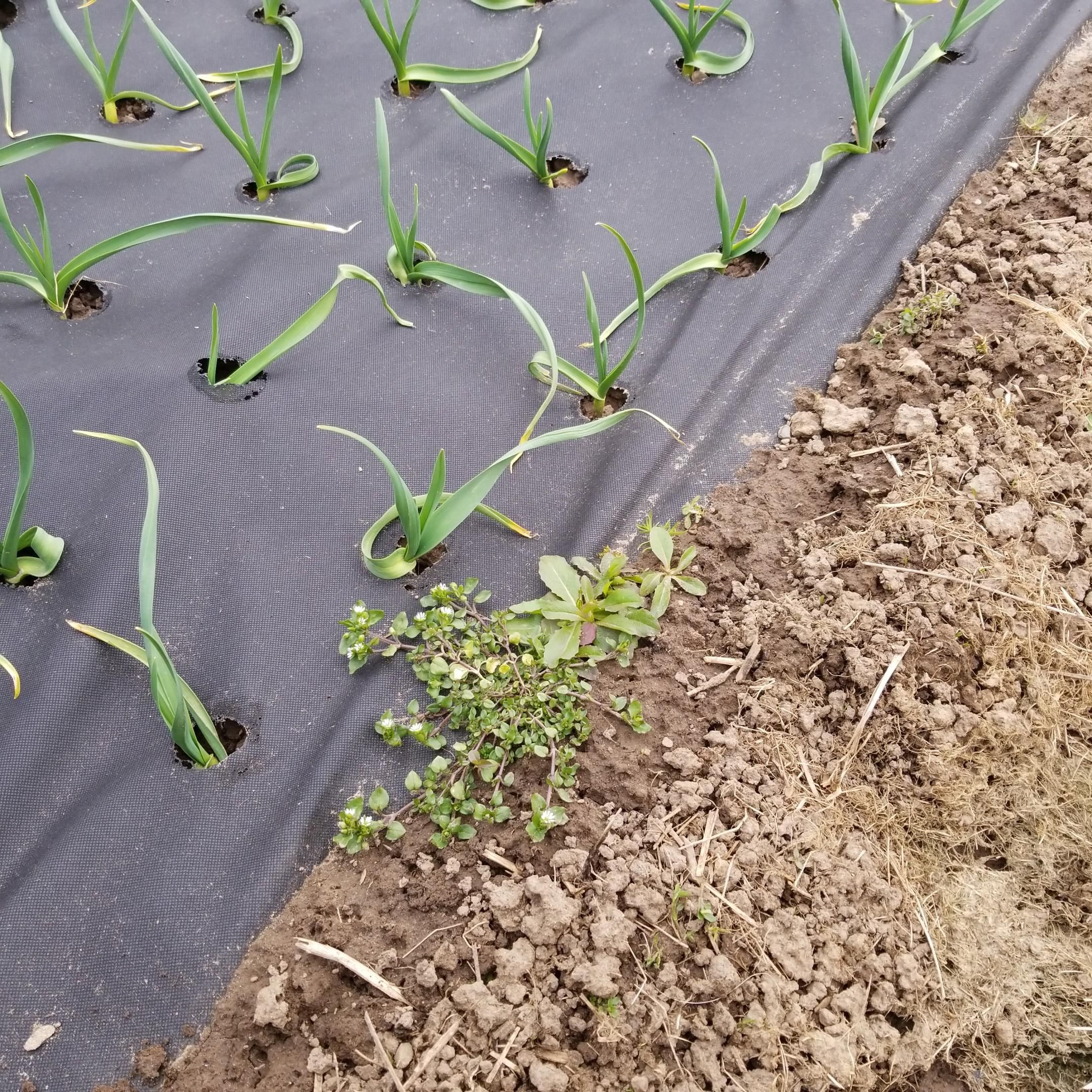 Garlic Gardening : 49 Steps (with Pictures) - Instructables