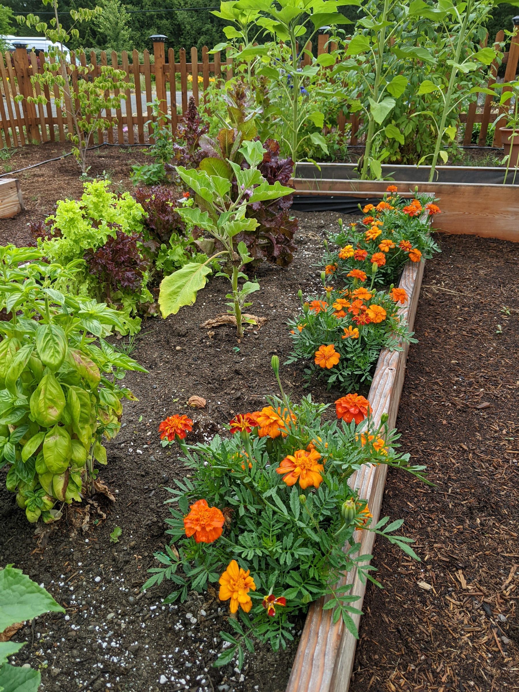 DIY: Transforming My Front Yard From Grass to a Vegetable Garden : 8 ...