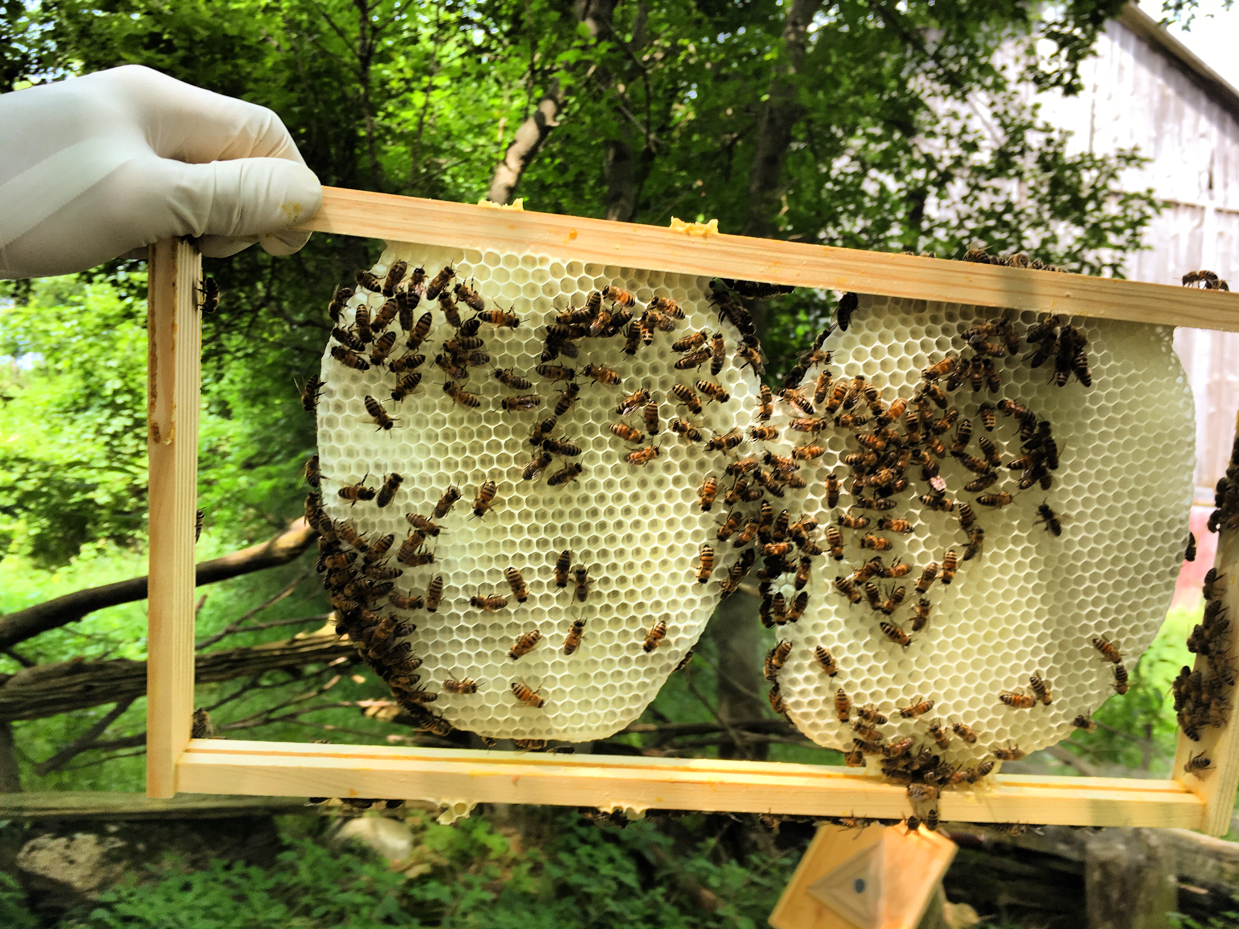 Beeswax Rendering : 6 Steps (with Pictures) - Instructables