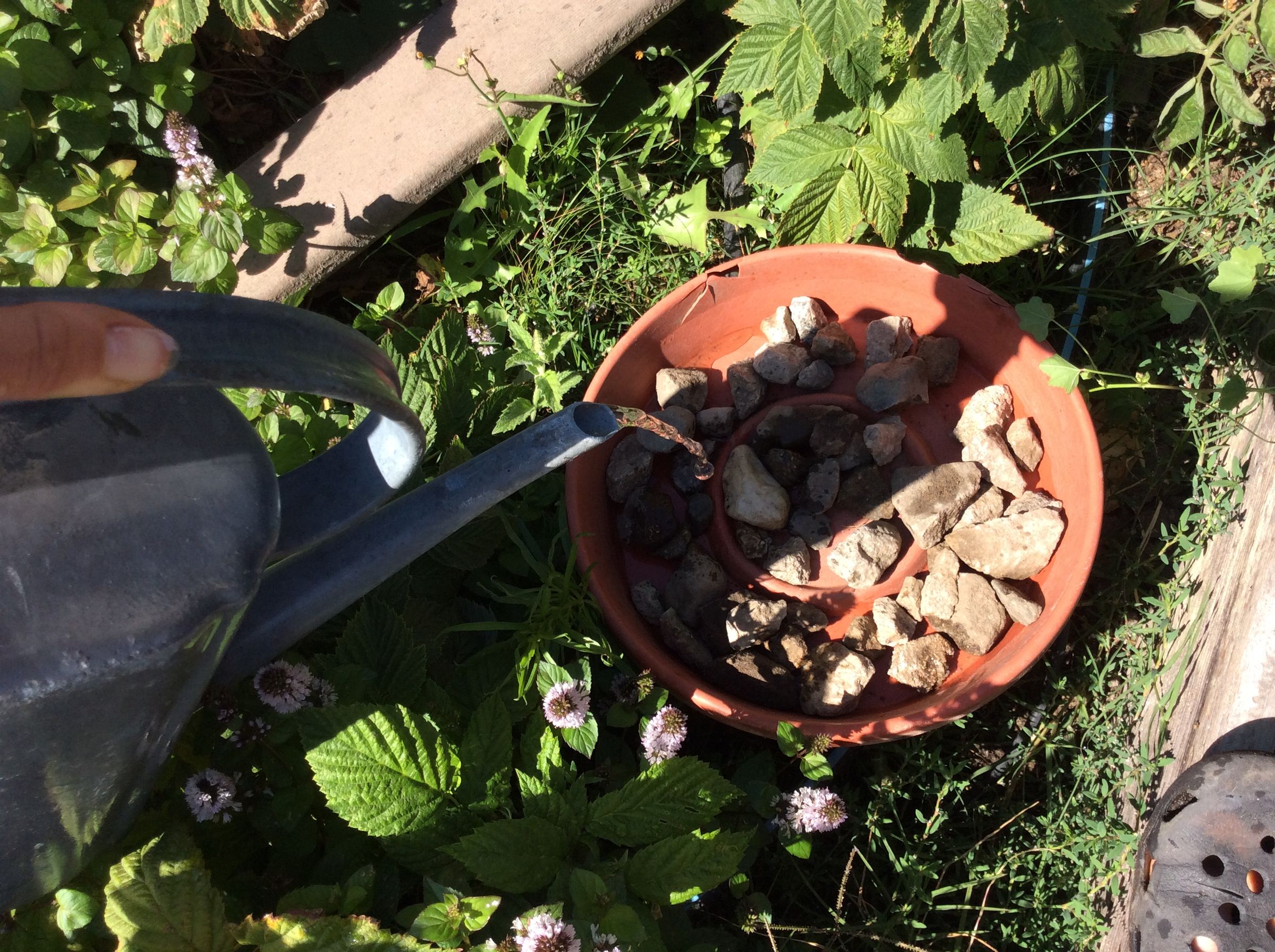 Make Your Own Bee Bath : 3 Steps - Instructables