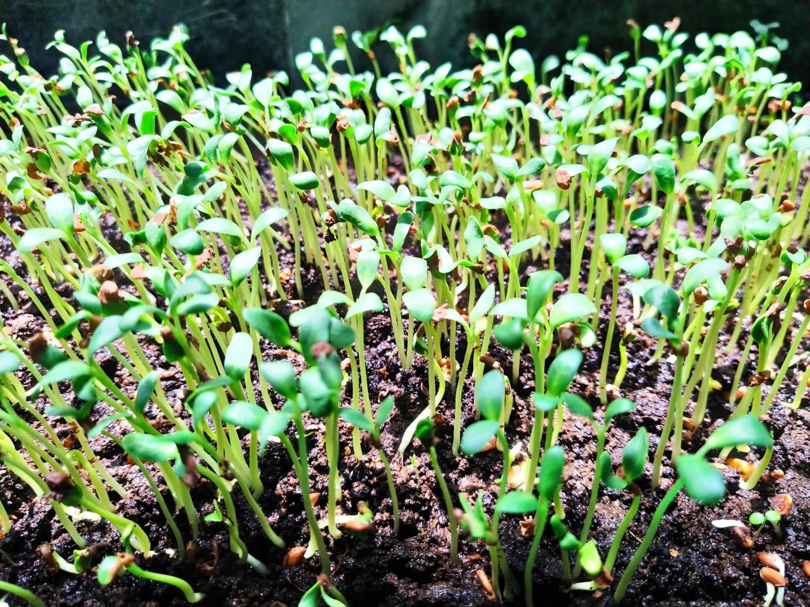 Basic Guide to Grow Micro 'green' : 14 Steps (with Pictures ...