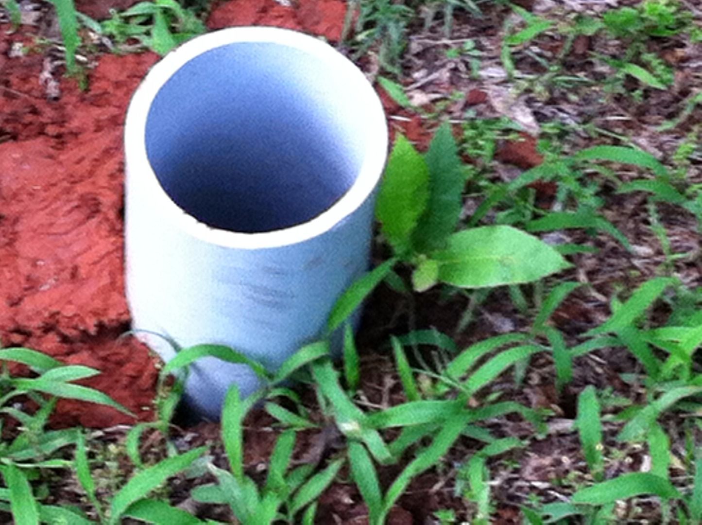 Keeping Pecan Seedling Trees Alive in Dry Conditions : 3 Steps (with ...