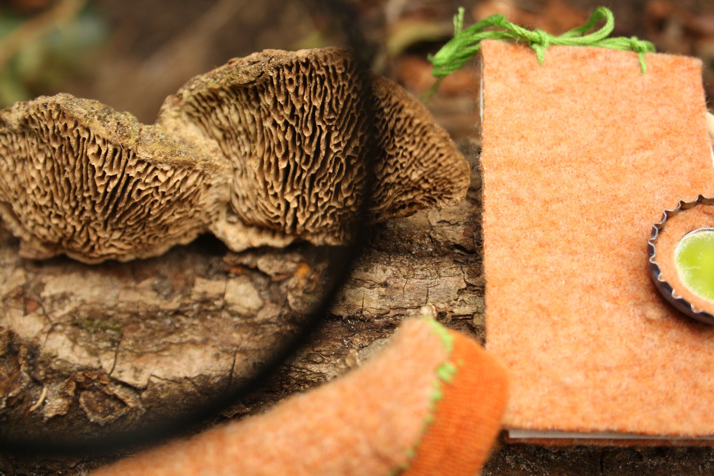 Mushroom Determination Kit, Pocket Sized and Made From Scrap : 9 Steps ...